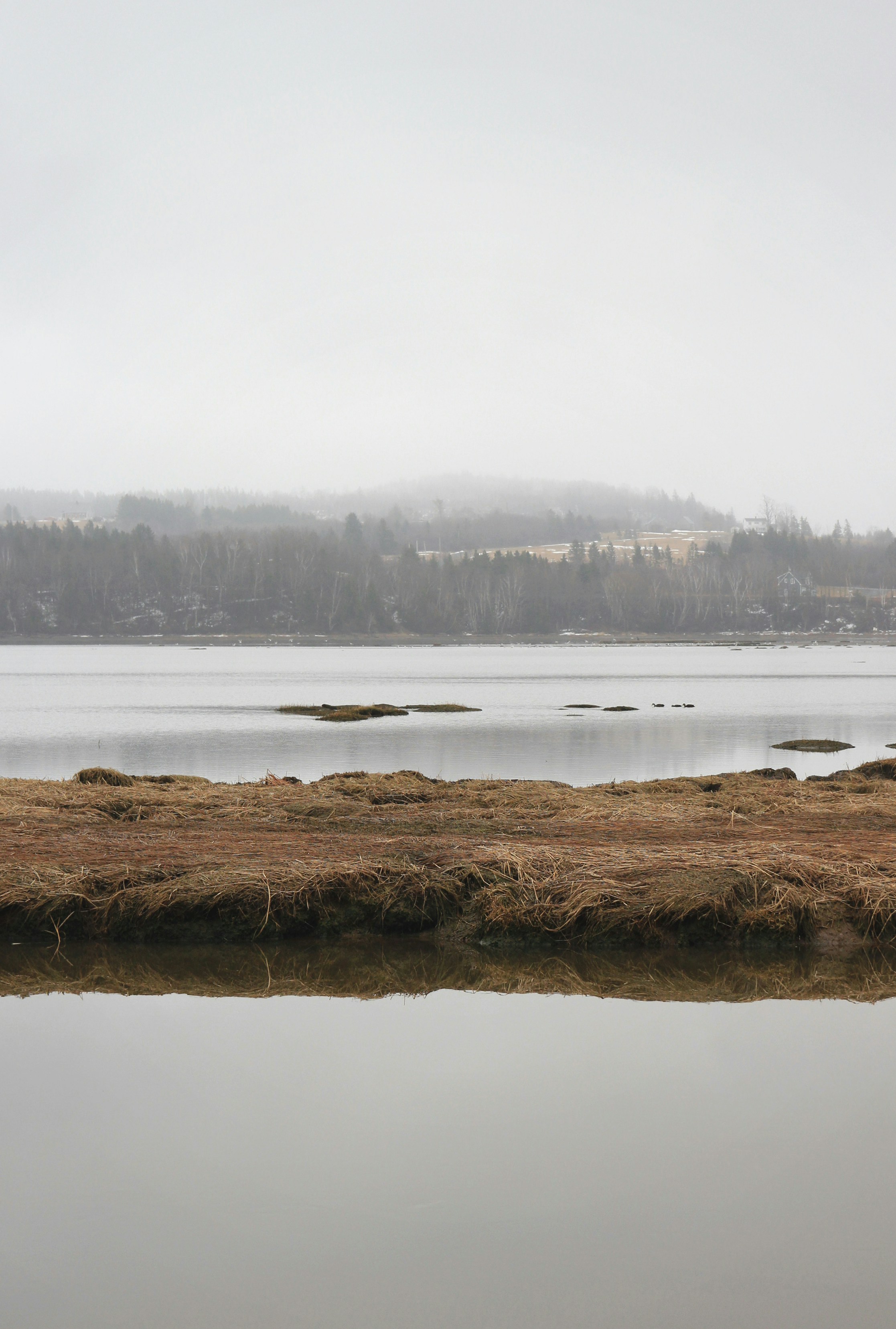 Serene marshland reflecting gray skies and distant trees, evoking a tranquil atmosphere. The still water captures the essence of nature's calm.