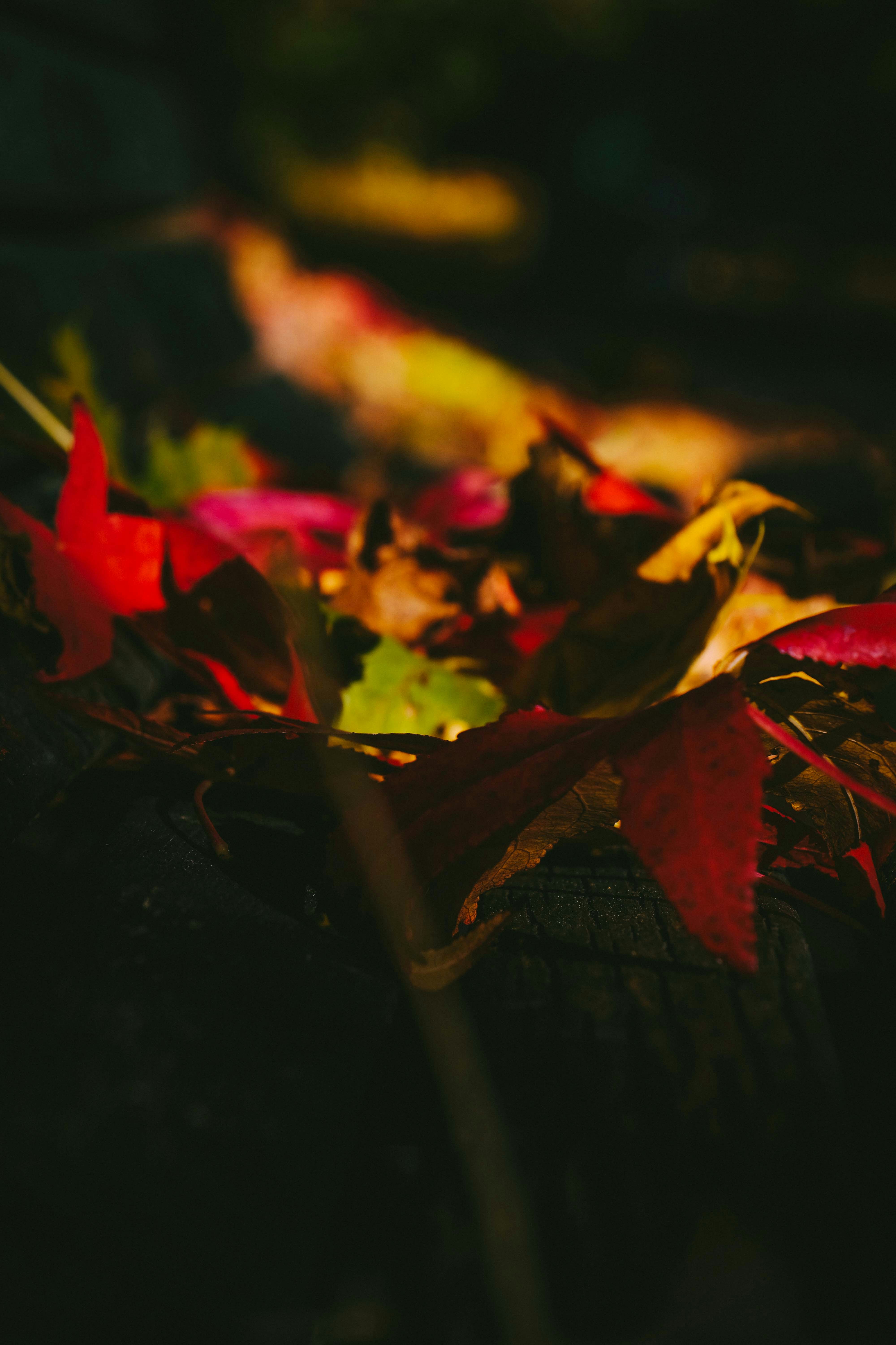 Crimson Leaves on a Shadowed Log
