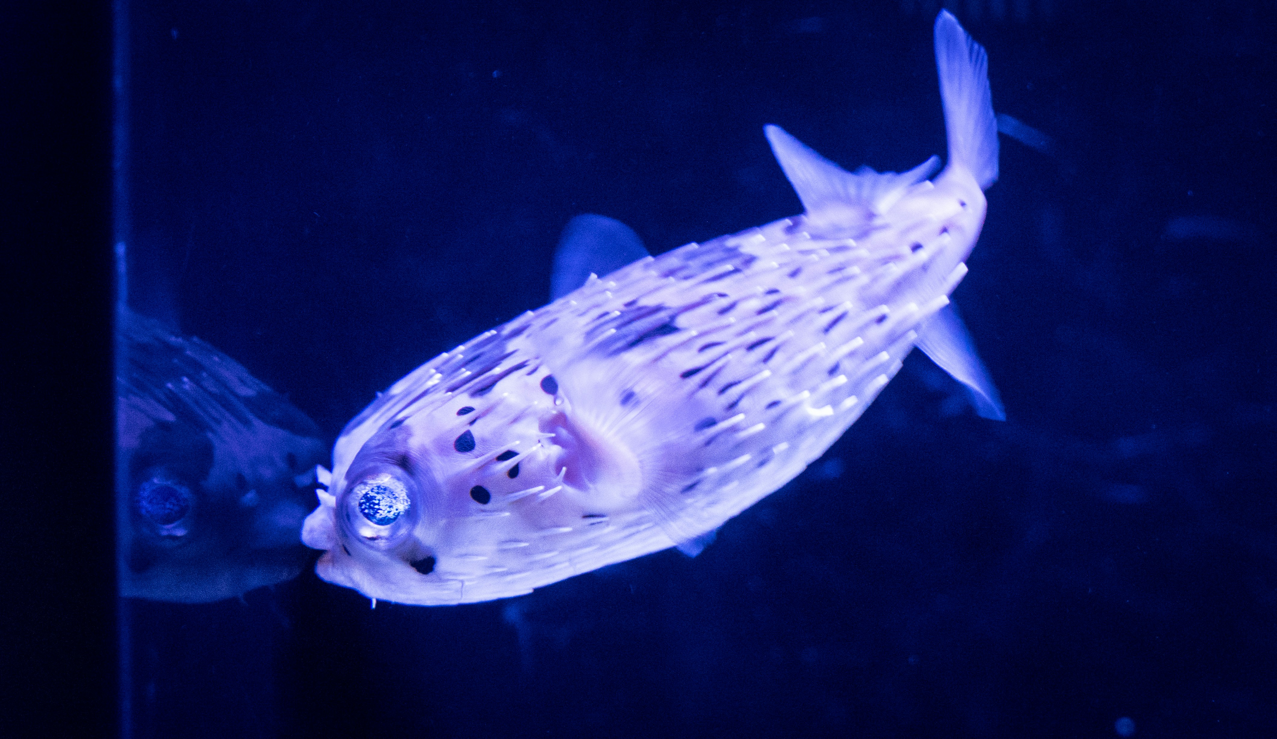 Fluffy fish beside glass panel photo – Free Blue Image on Unsplash