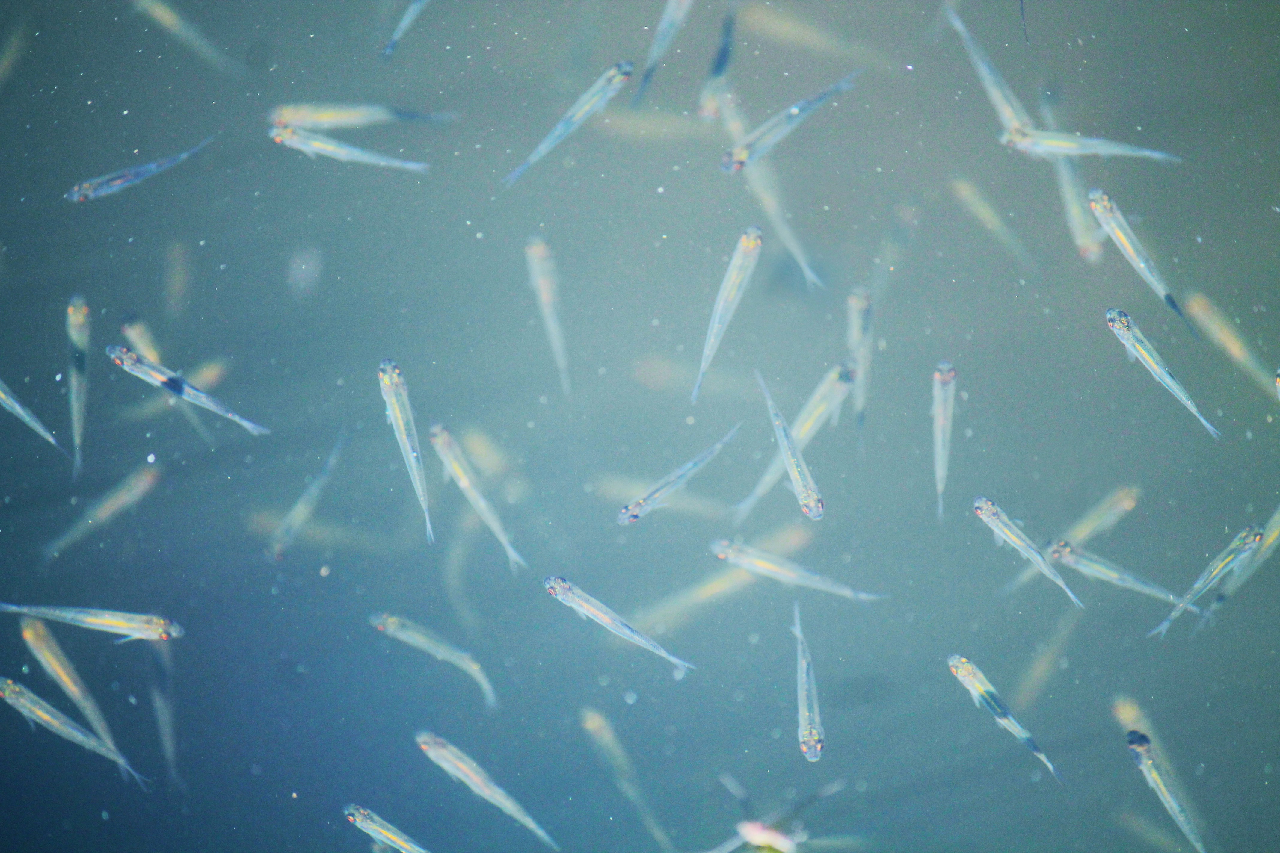 A Symphony of Silvery Swimmers