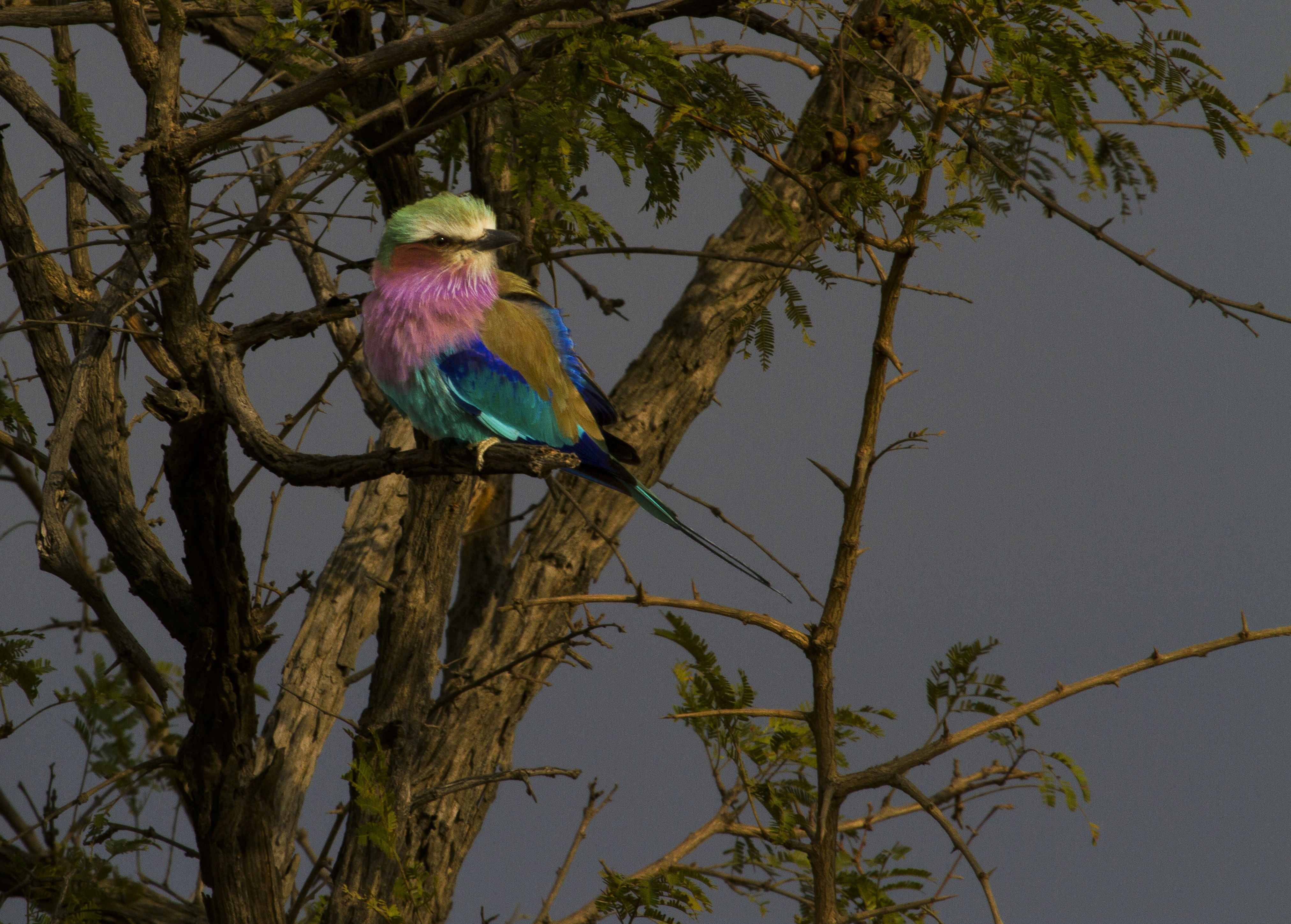Pink-Headed, Turquoise-Winged Beauty Perched on a Quiet Branch