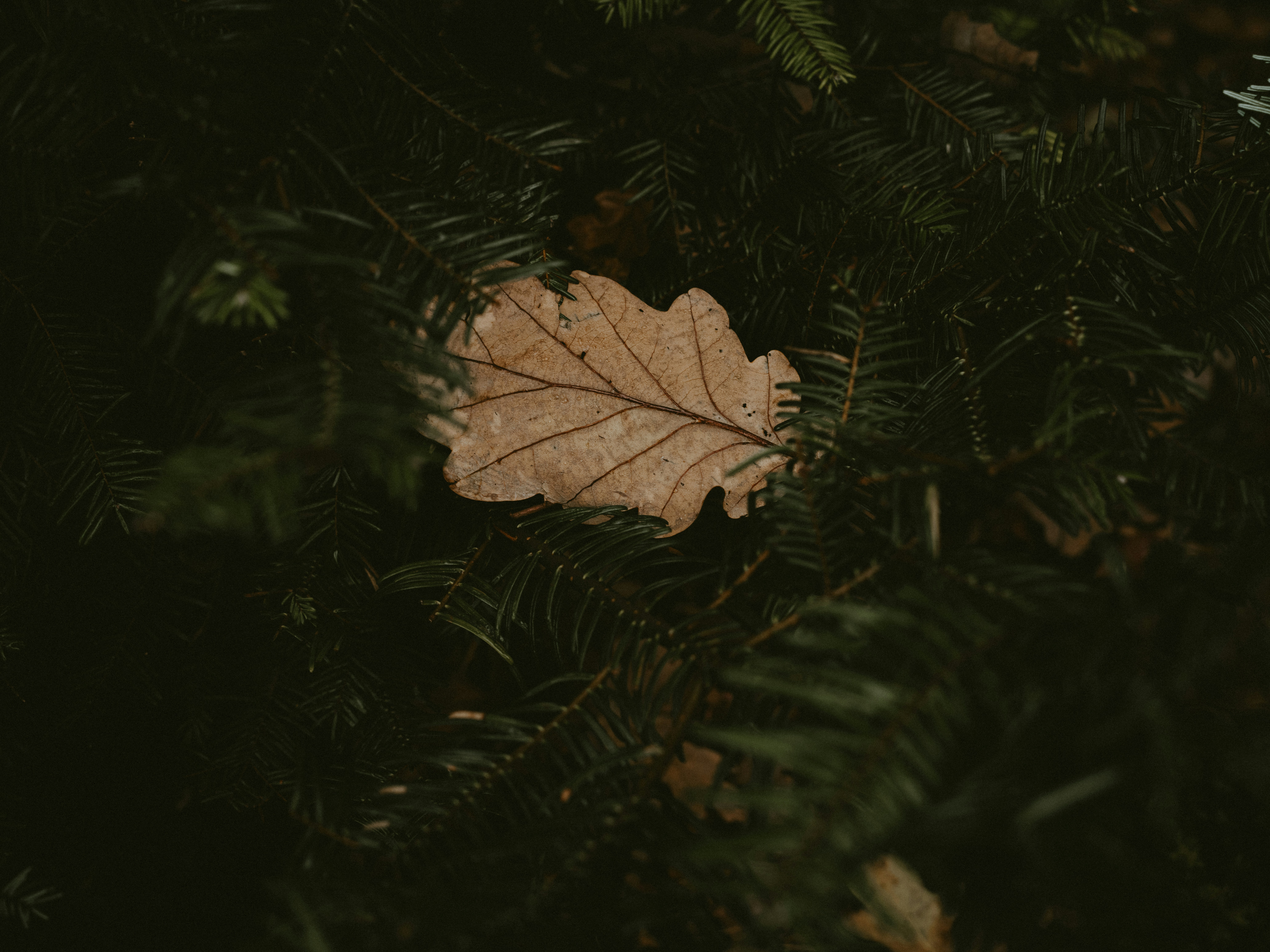 Solitary Autumn Leaf Cradled by Forest’s Quiet Pines