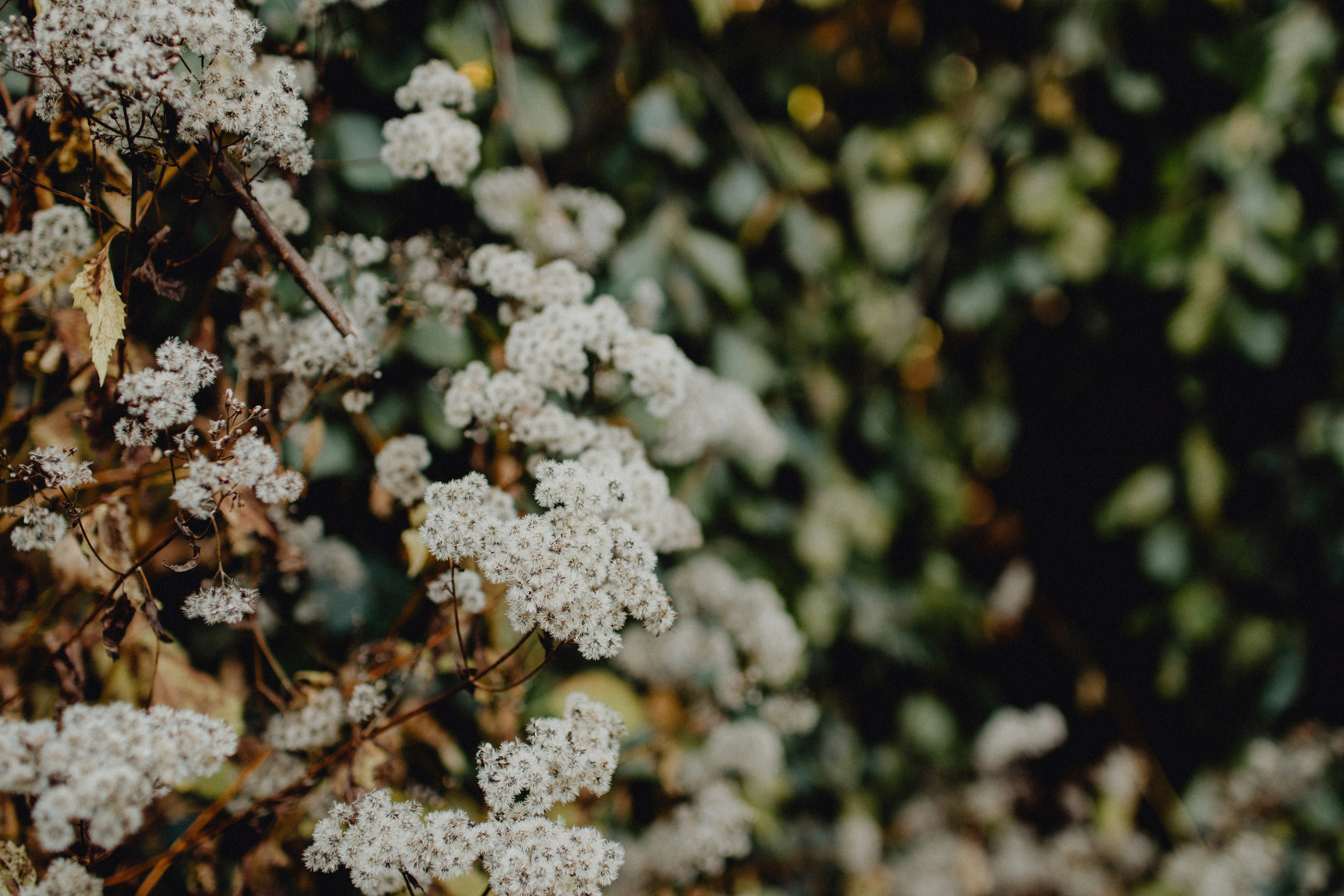 Delicate white flowers set against a backdrop of muted green foliage in a fall setting.
