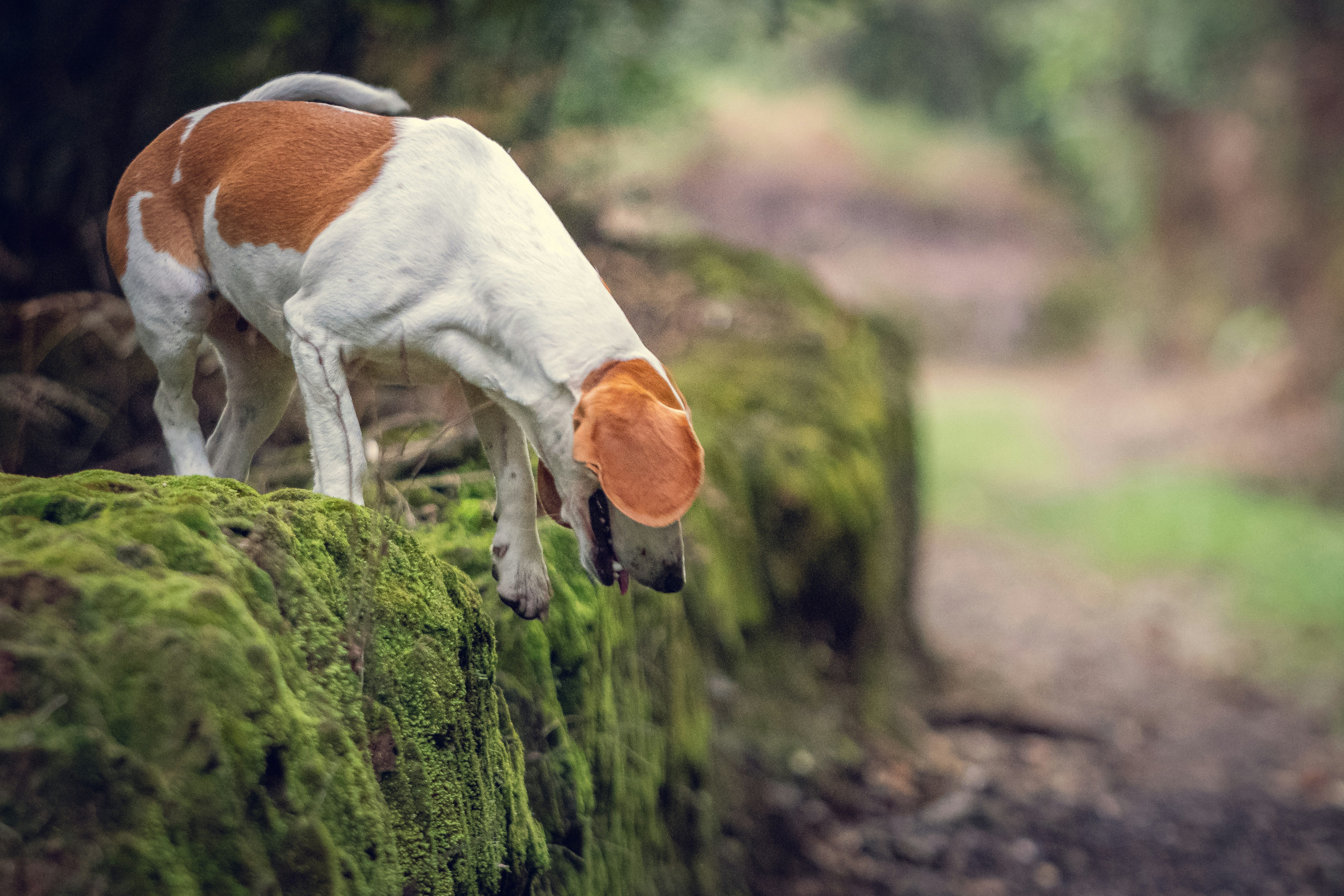 A dog with a brown and white coat explores a moss-covered stone wall in a lush, green environment. The scene captures the essence of curiosity and nature's beauty.