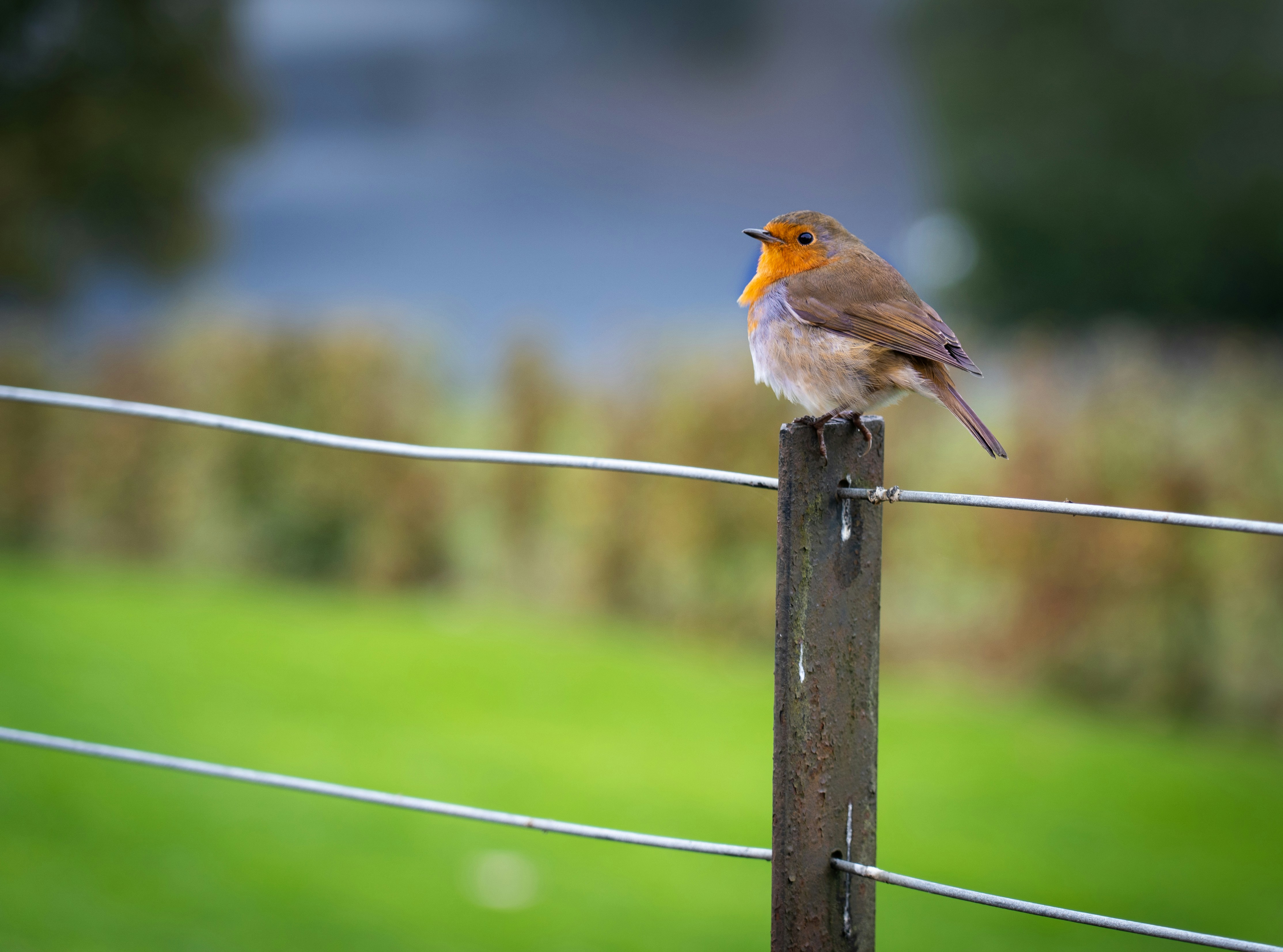 Red-breasted Robin on a Ranger-Style Fence Post