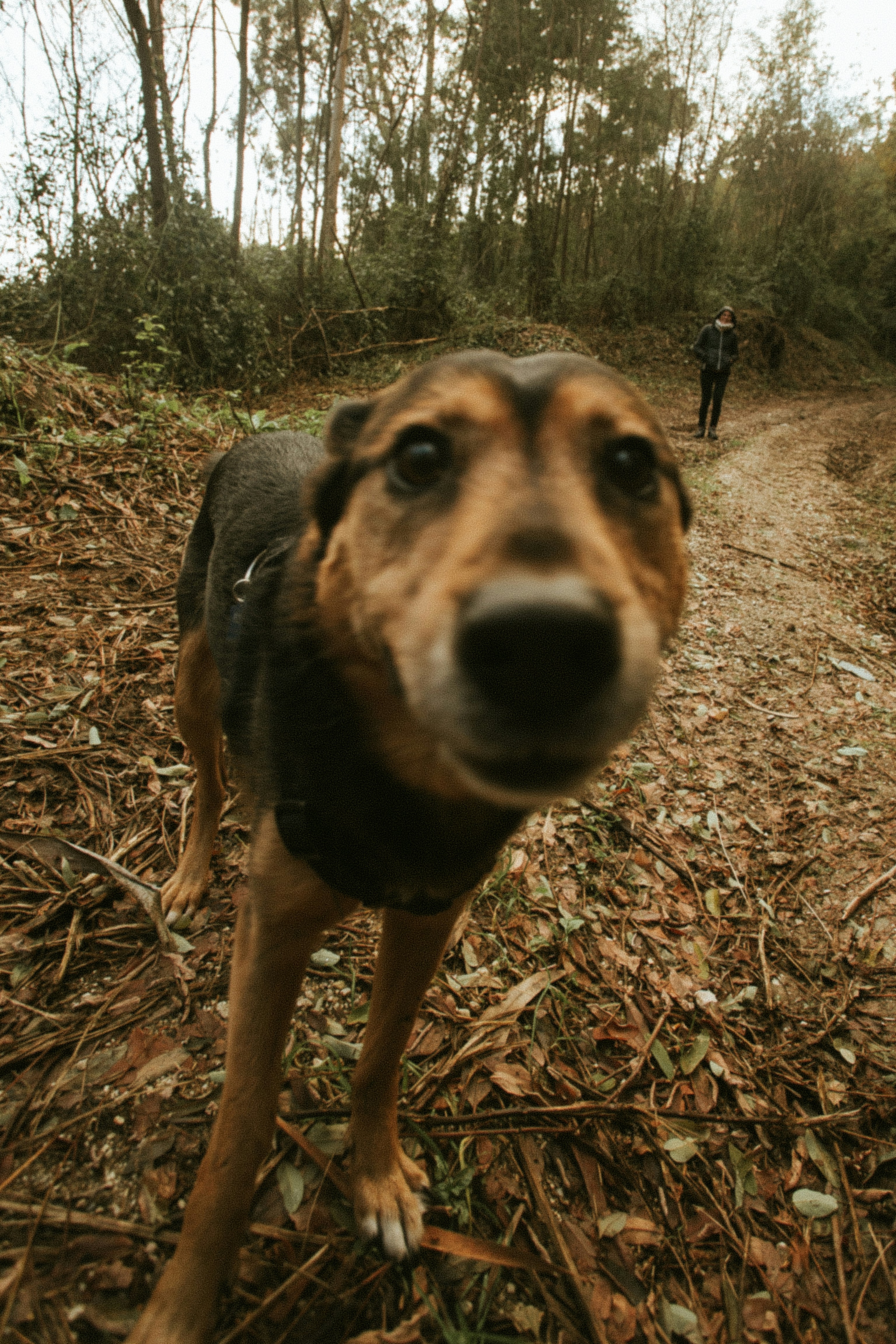 A close-up of a dog curiously gazing at the camera on a forest path, with a person walking in the background. The natural setting is filled with foliage and earthy tones.