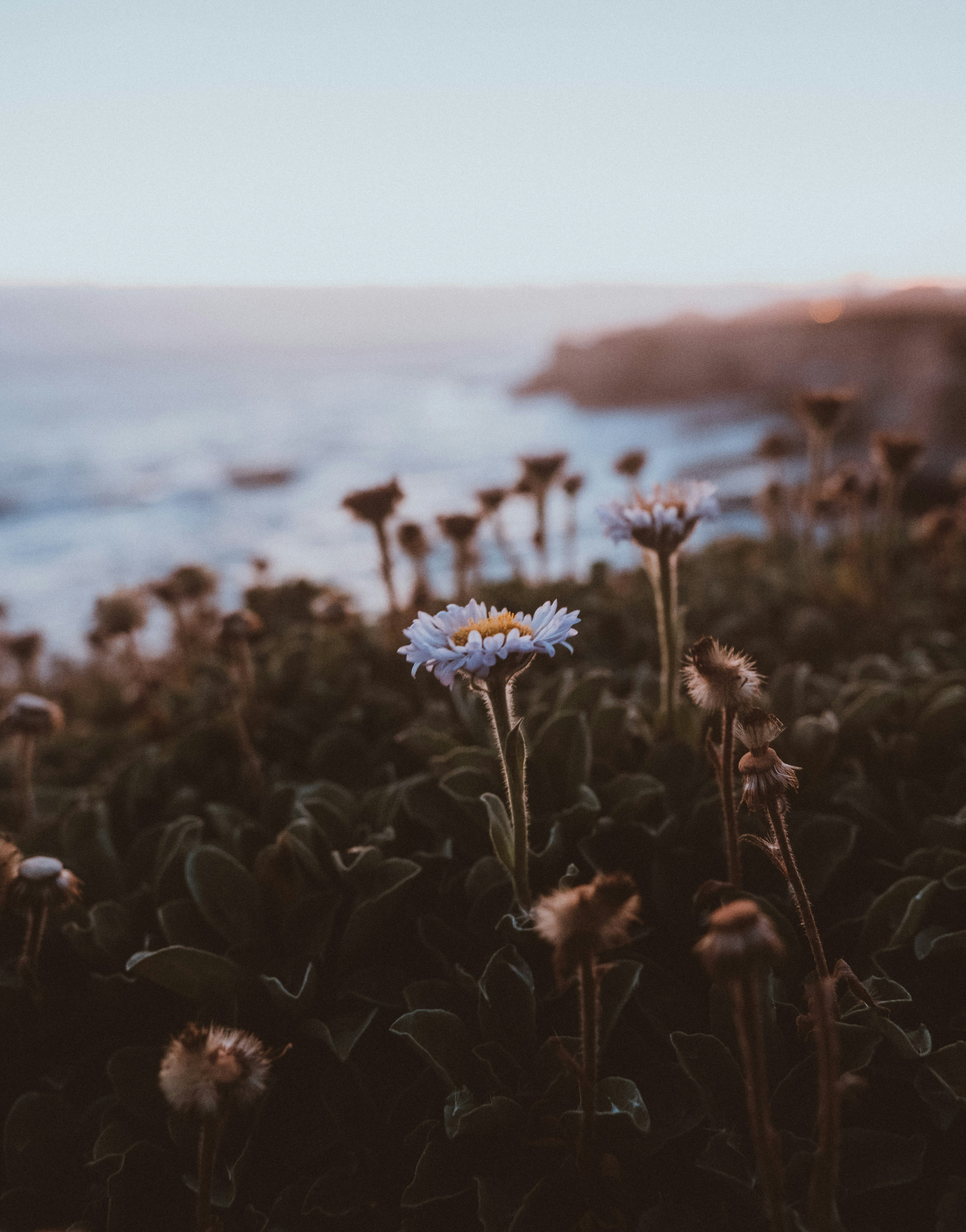 Single daisy flower stands tall against a blurred coastal backdrop at sunset.