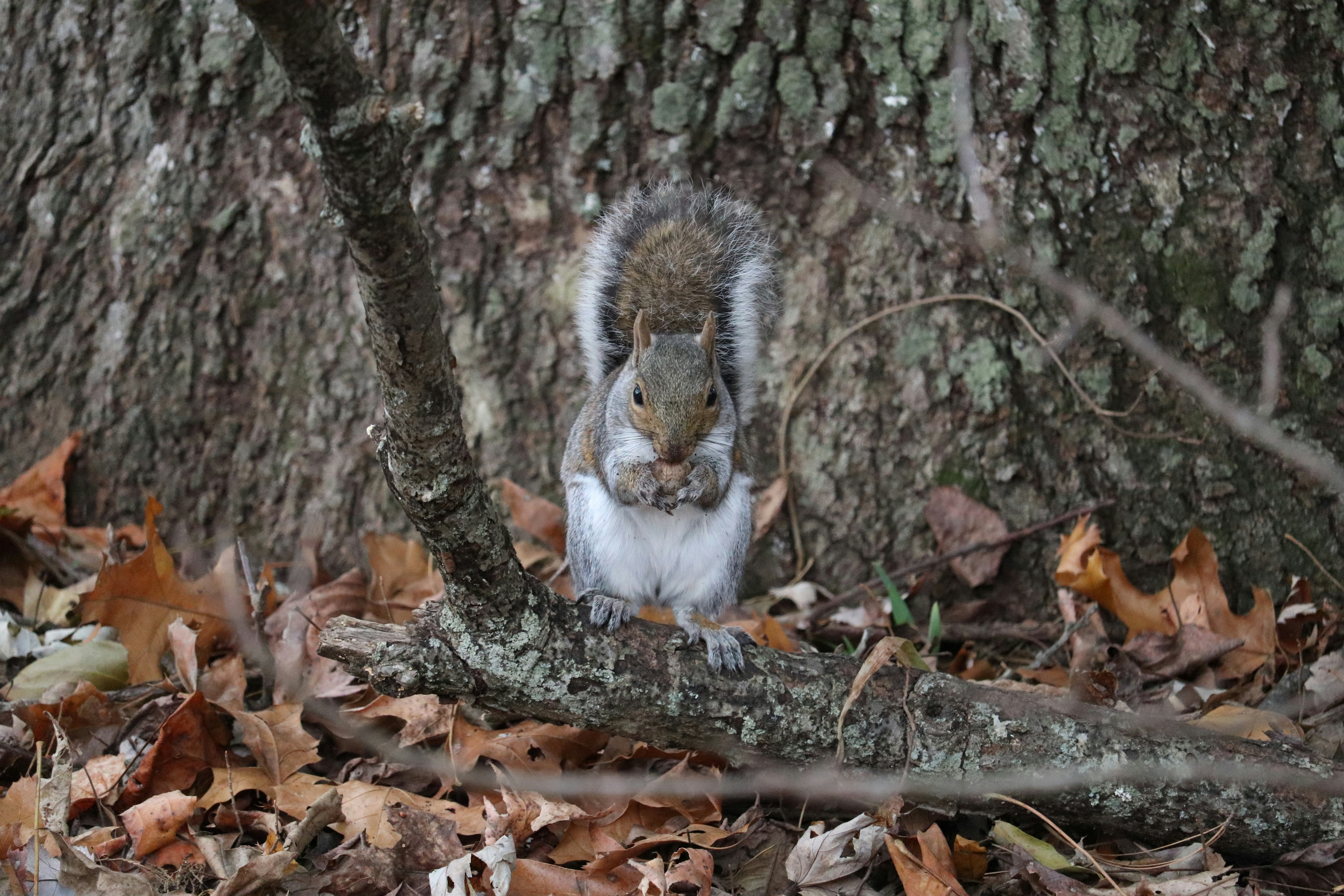 A gray squirrel perched on a branch, nibbling on a nut amidst a carpet of fallen leaves near a tree trunk.