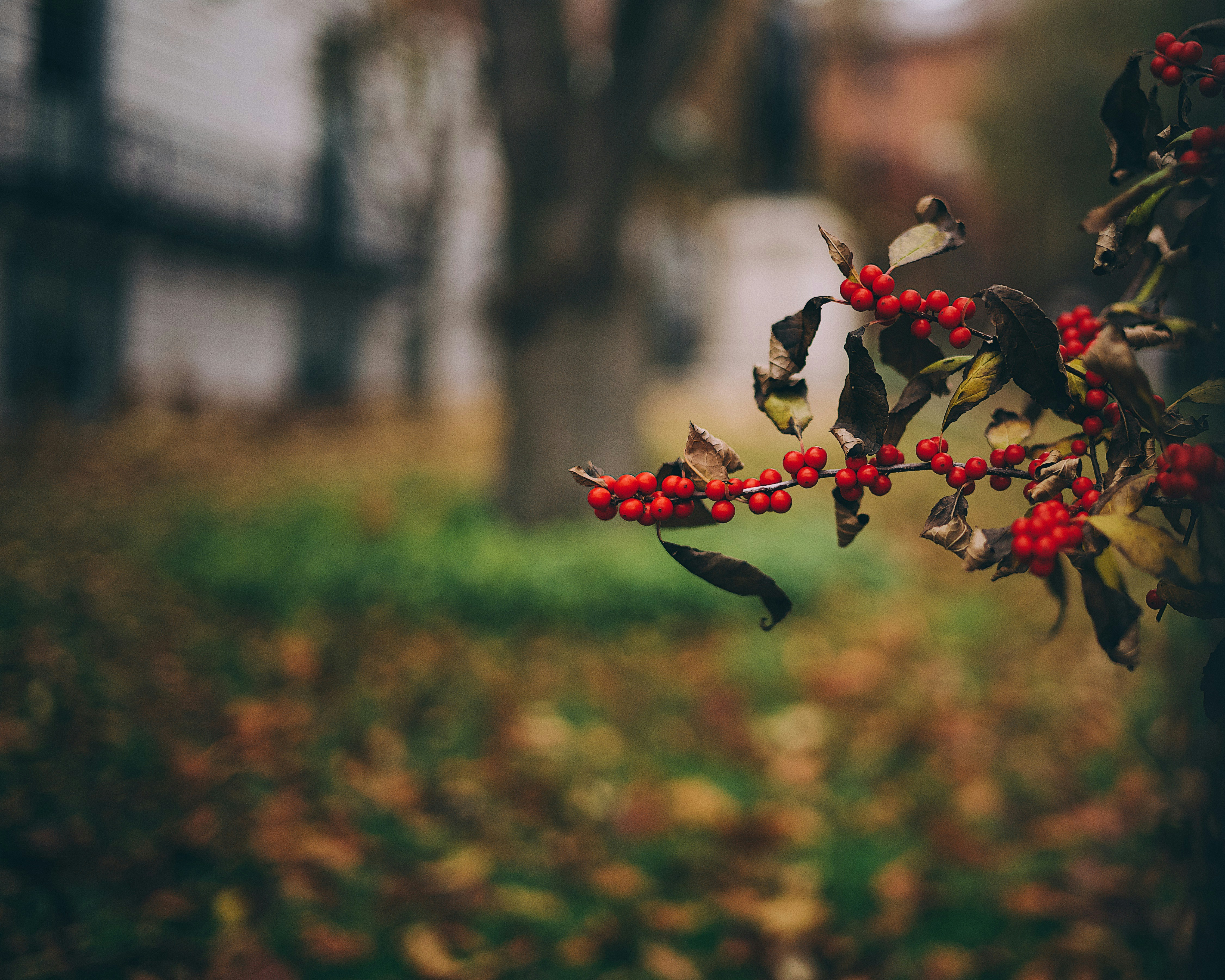 Branch adorned with bright red berries and autumn leaves, set against a softly blurred background of fallen foliage and trees.