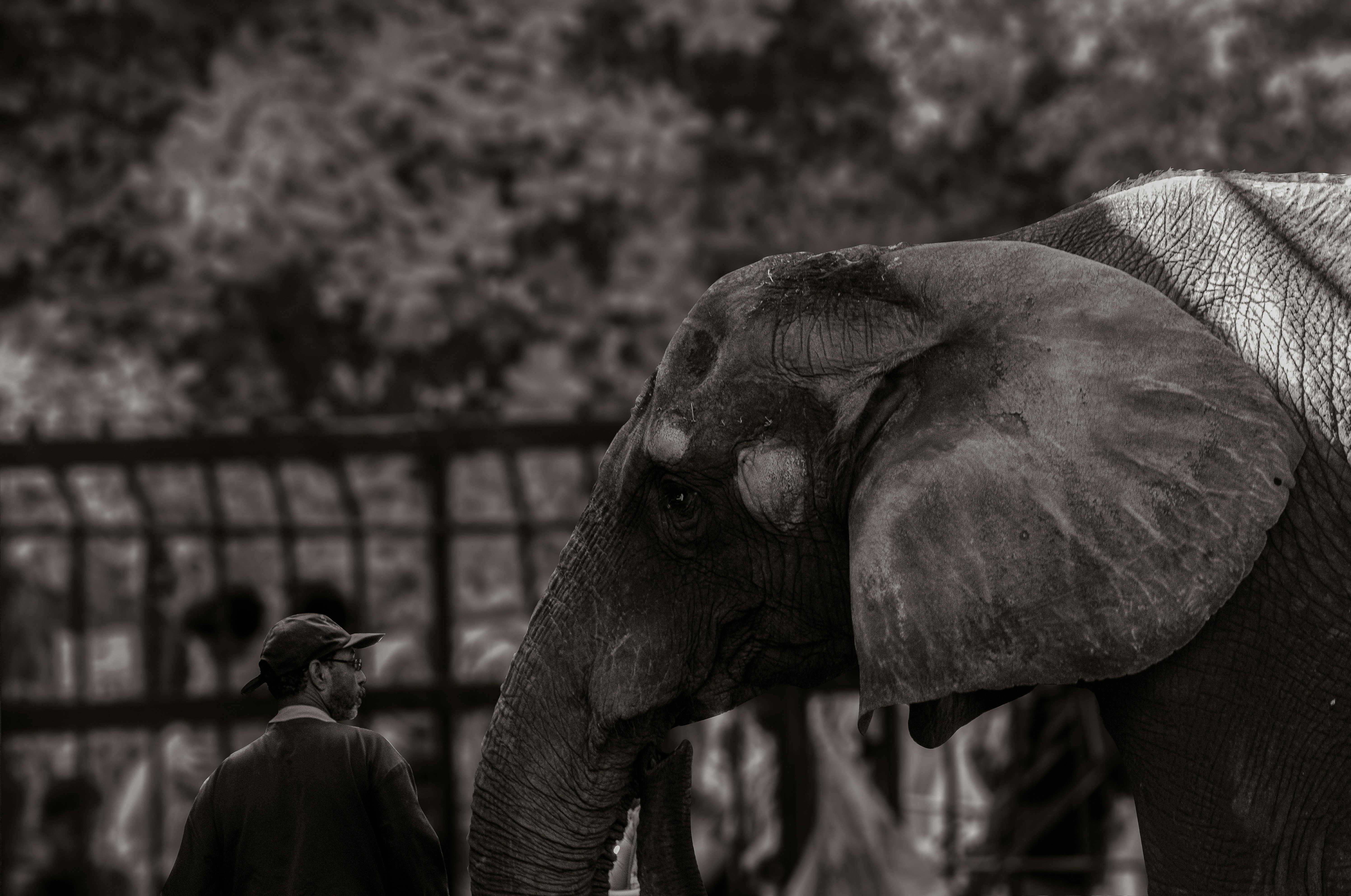 Grayscale photography of elephant photo – Free Elephant Image on Unsplash
