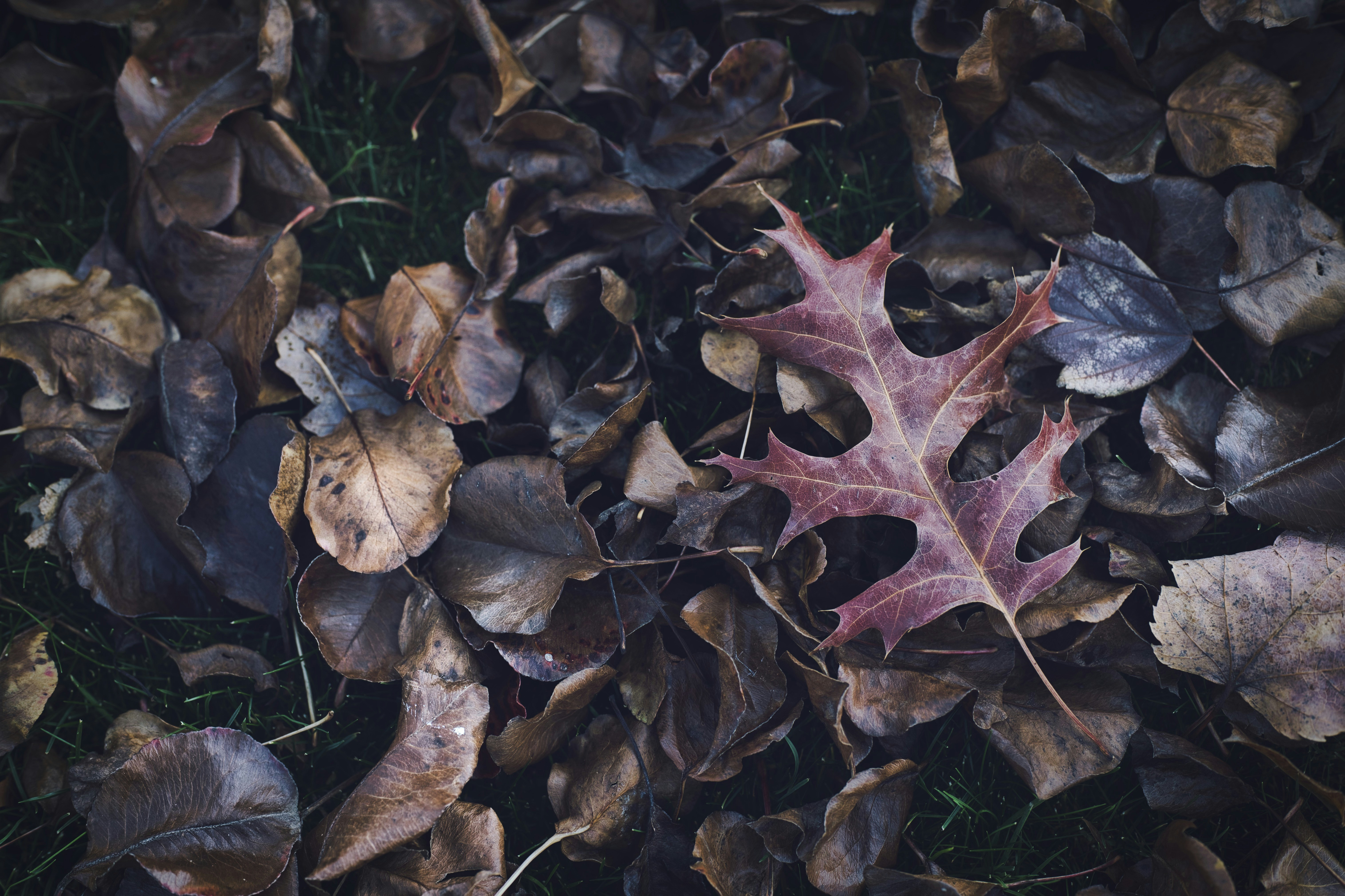 A single vibrant red leaf stands out among a blanket of brown, decaying foliage on the forest floor.