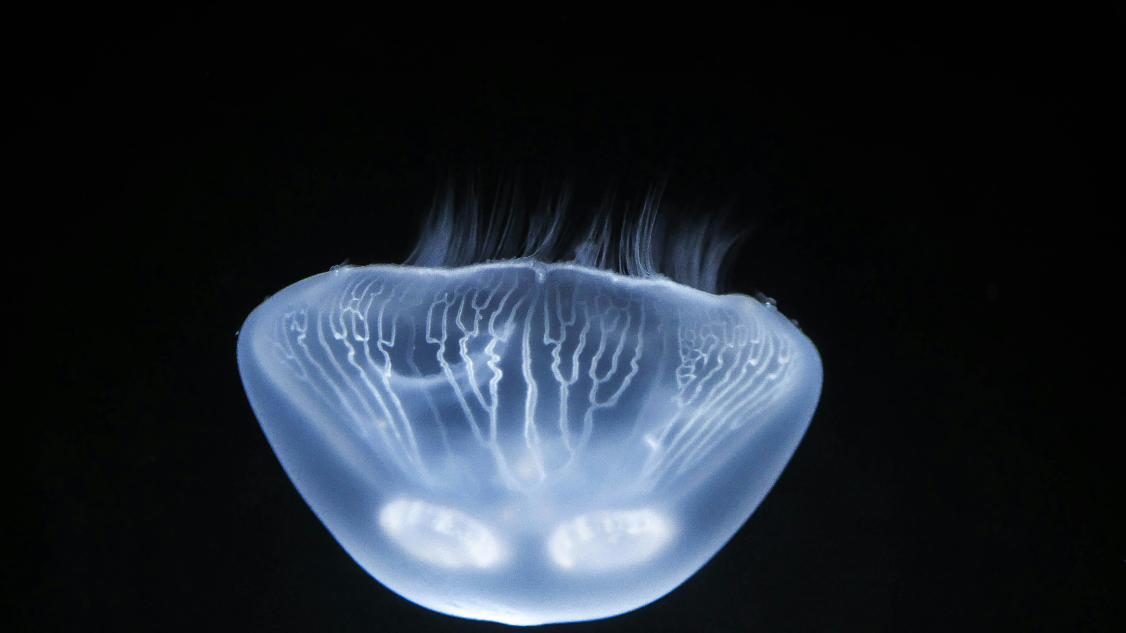 Blue Bell of the Abyss: Delicate Jellyfish in Velvet Darkness
