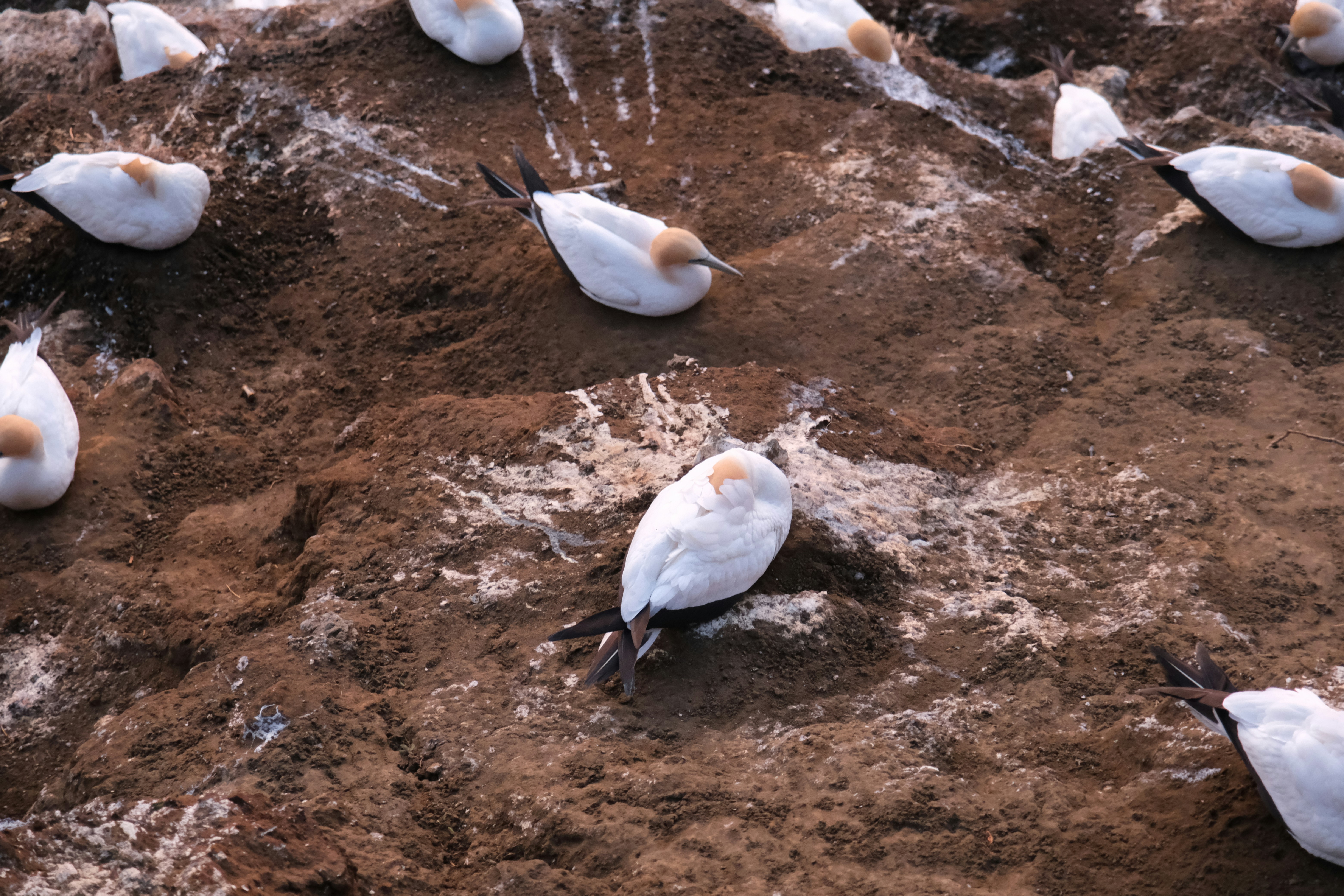 Center Stage on Mud: A Tern Among a Quiet Fleet of White Birds