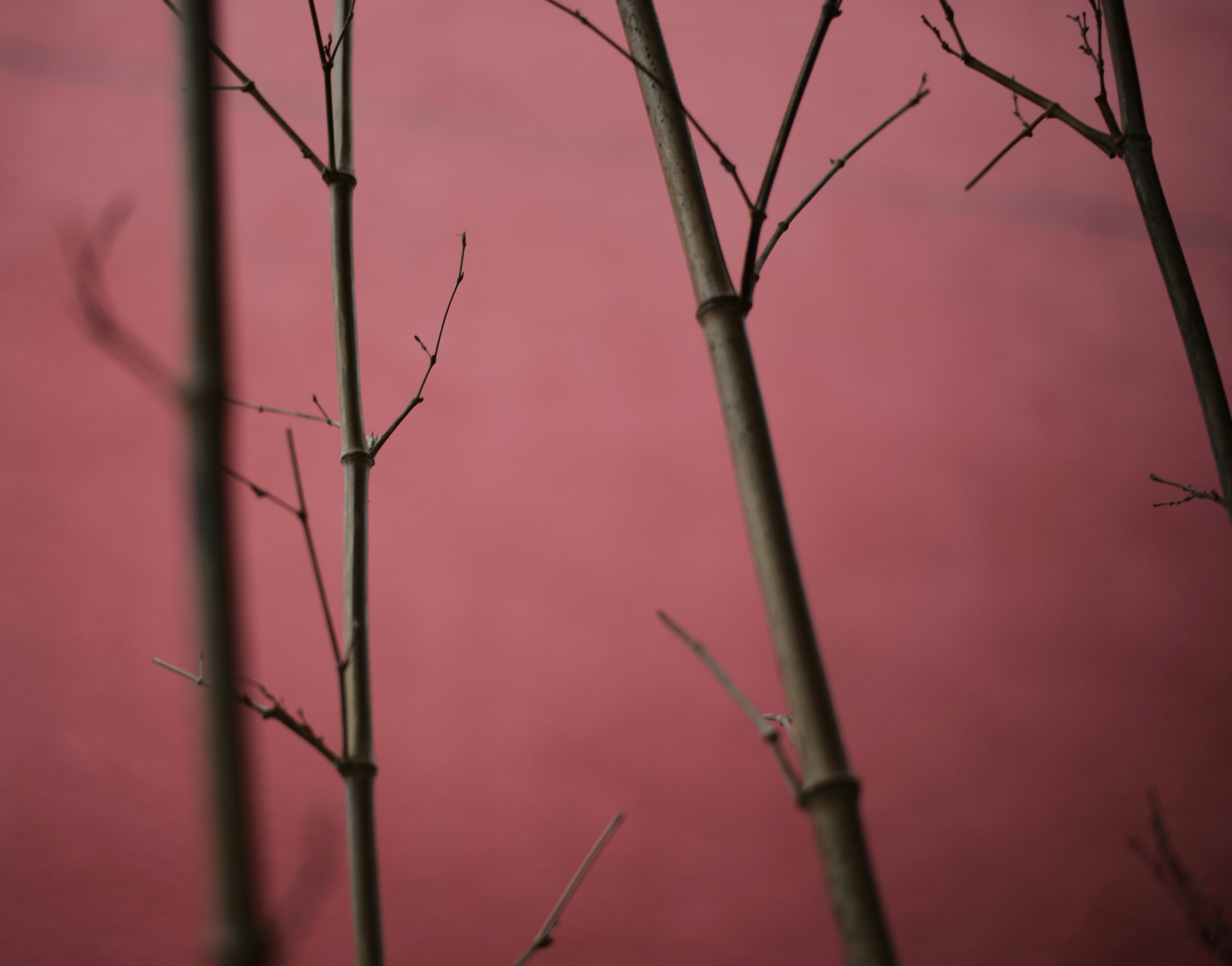macro photography of bamboo sticks