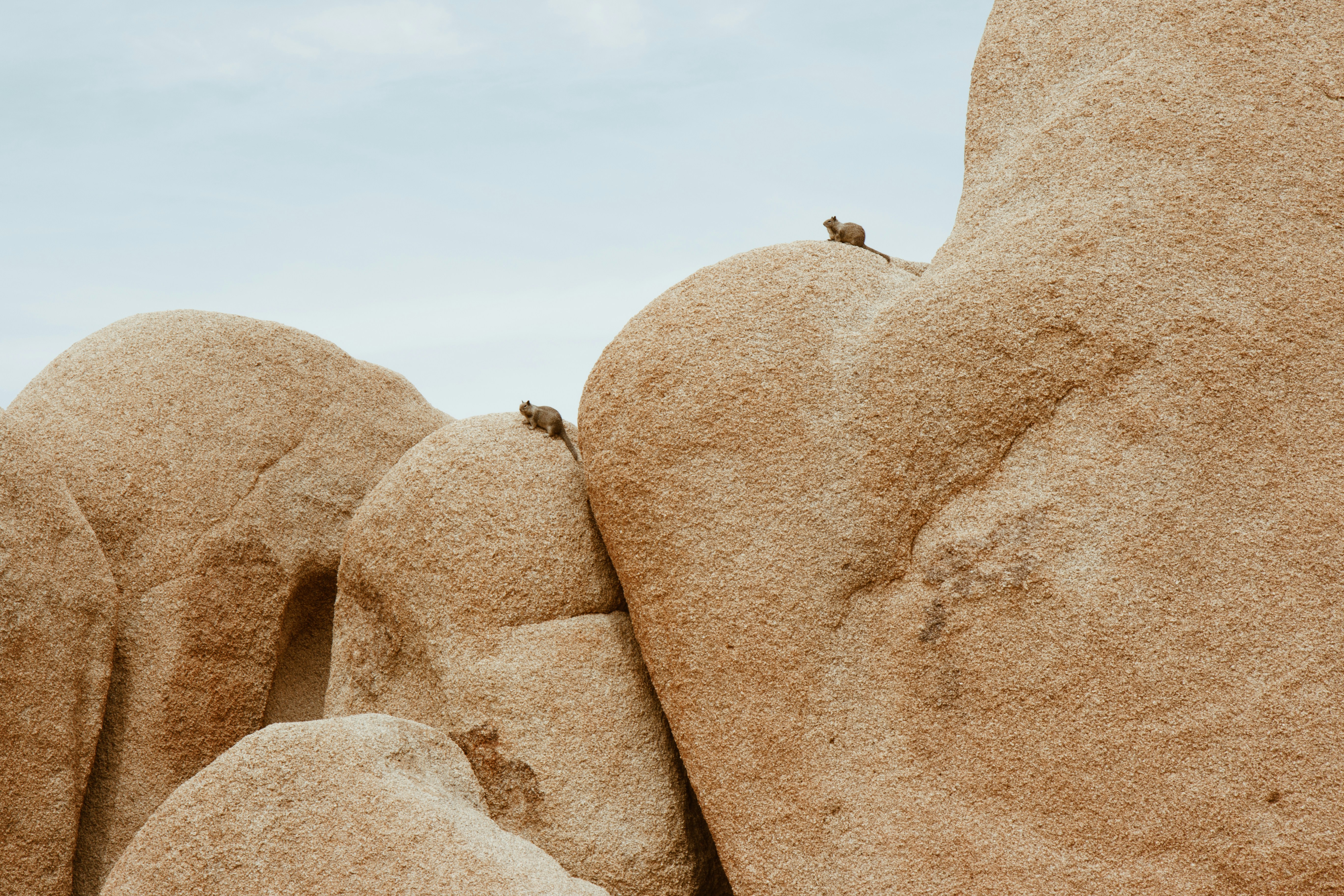 Two rodents on rock photo – Free Animal Image on Unsplash