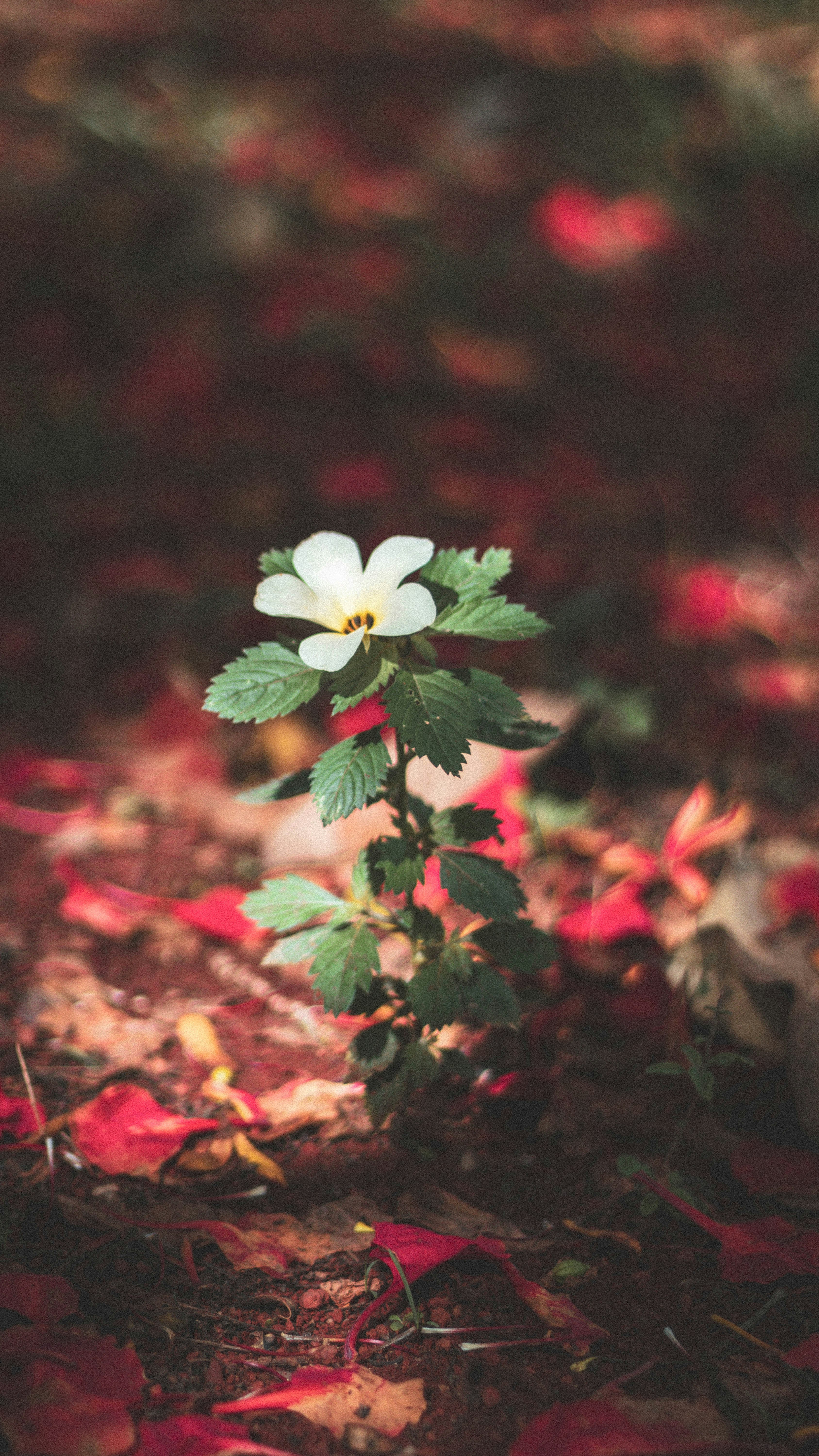 White flower on red leaves