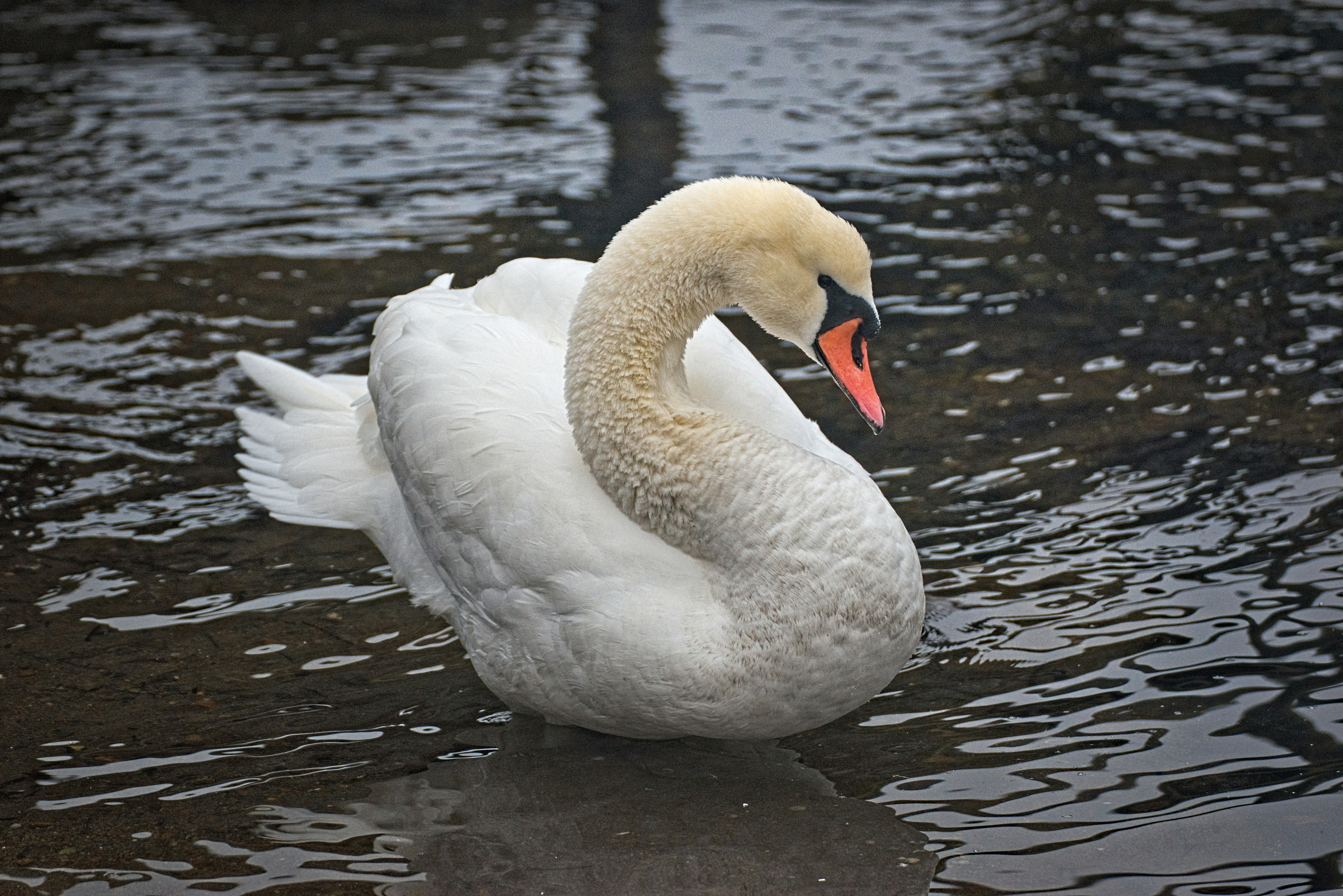 white swan on water