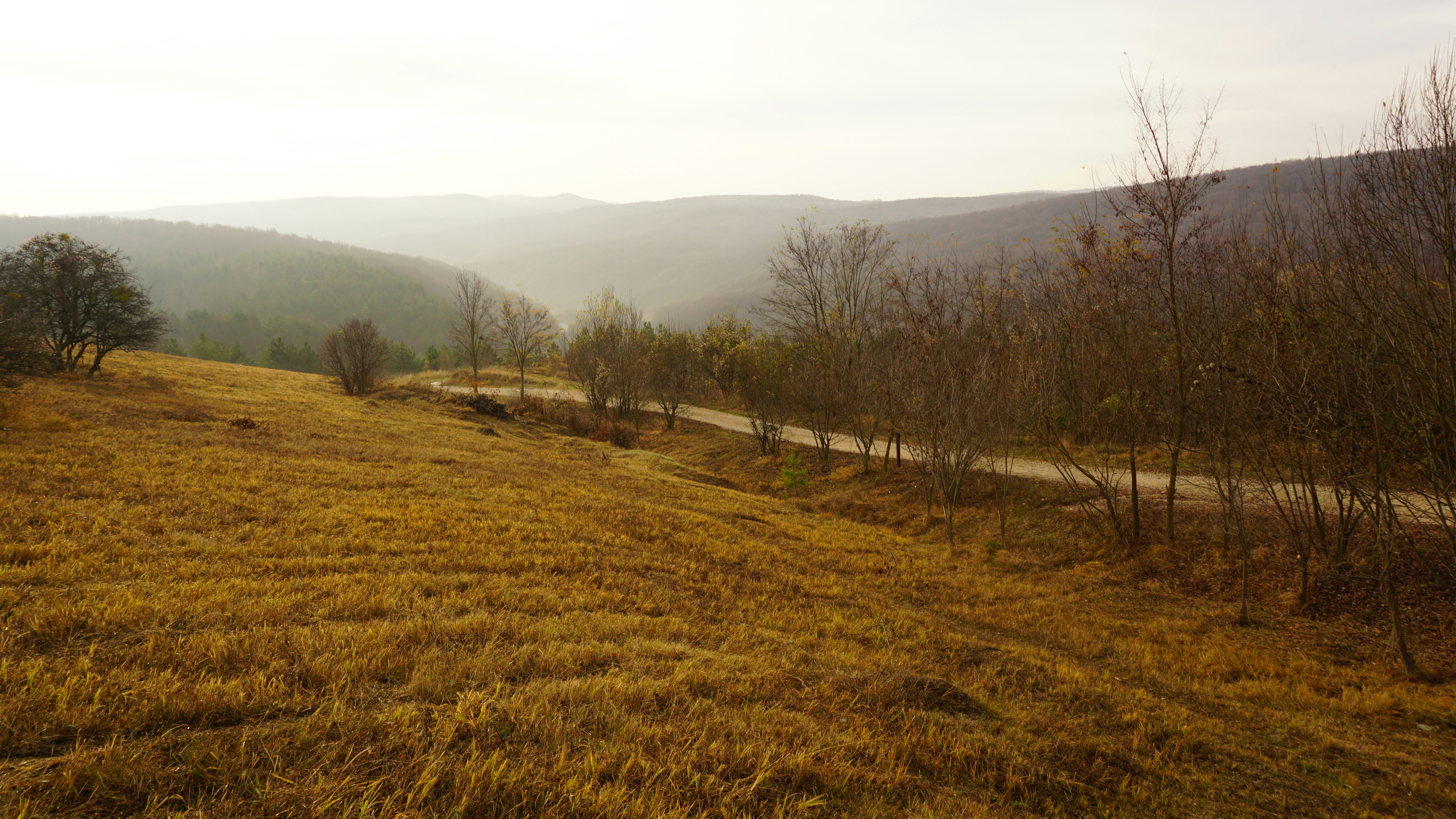 Golden Moor at Distant Ridge