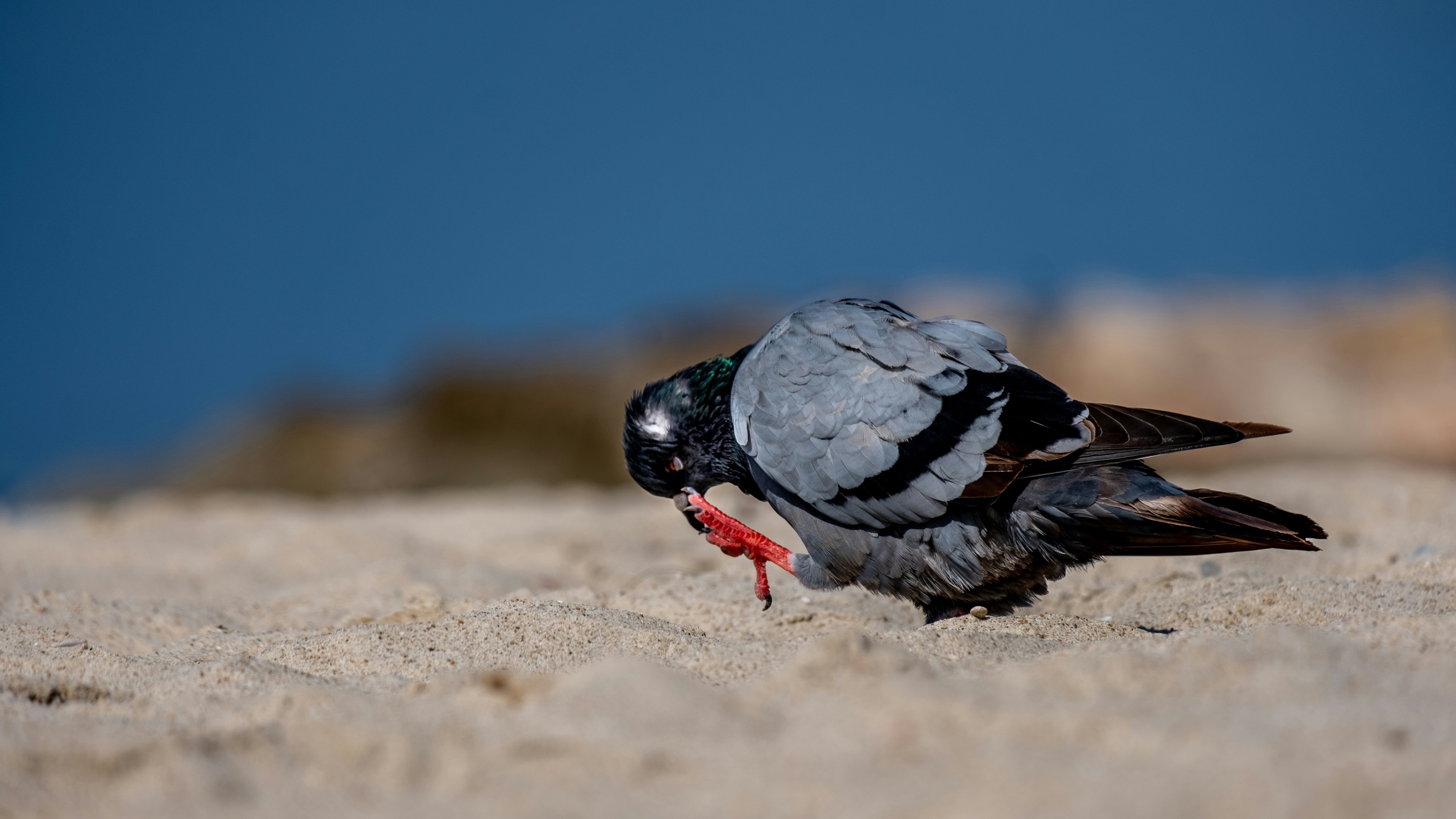 grey pigeon on sand