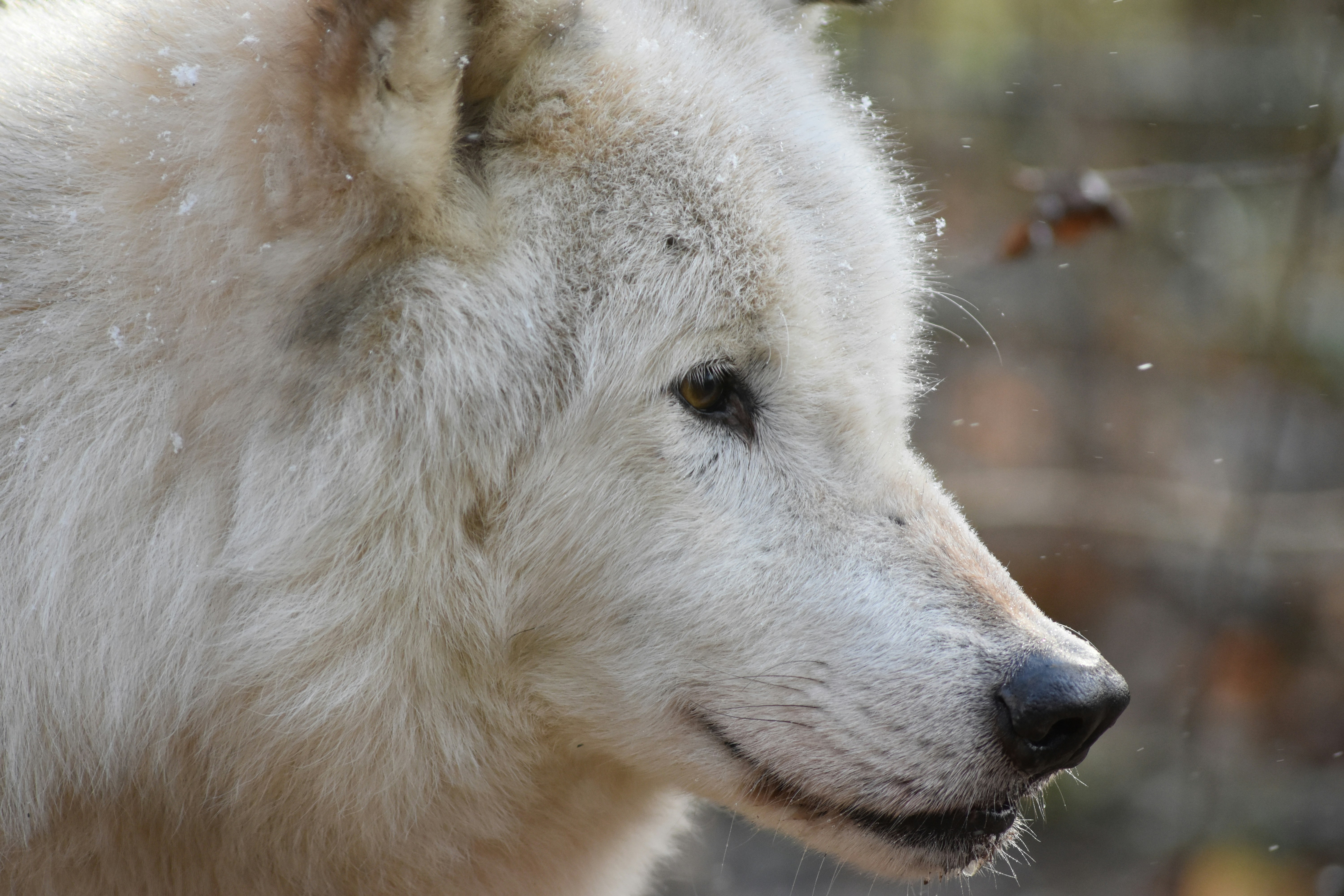 White wolf gazing serenely amidst a backdrop of blurred autumn foliage.