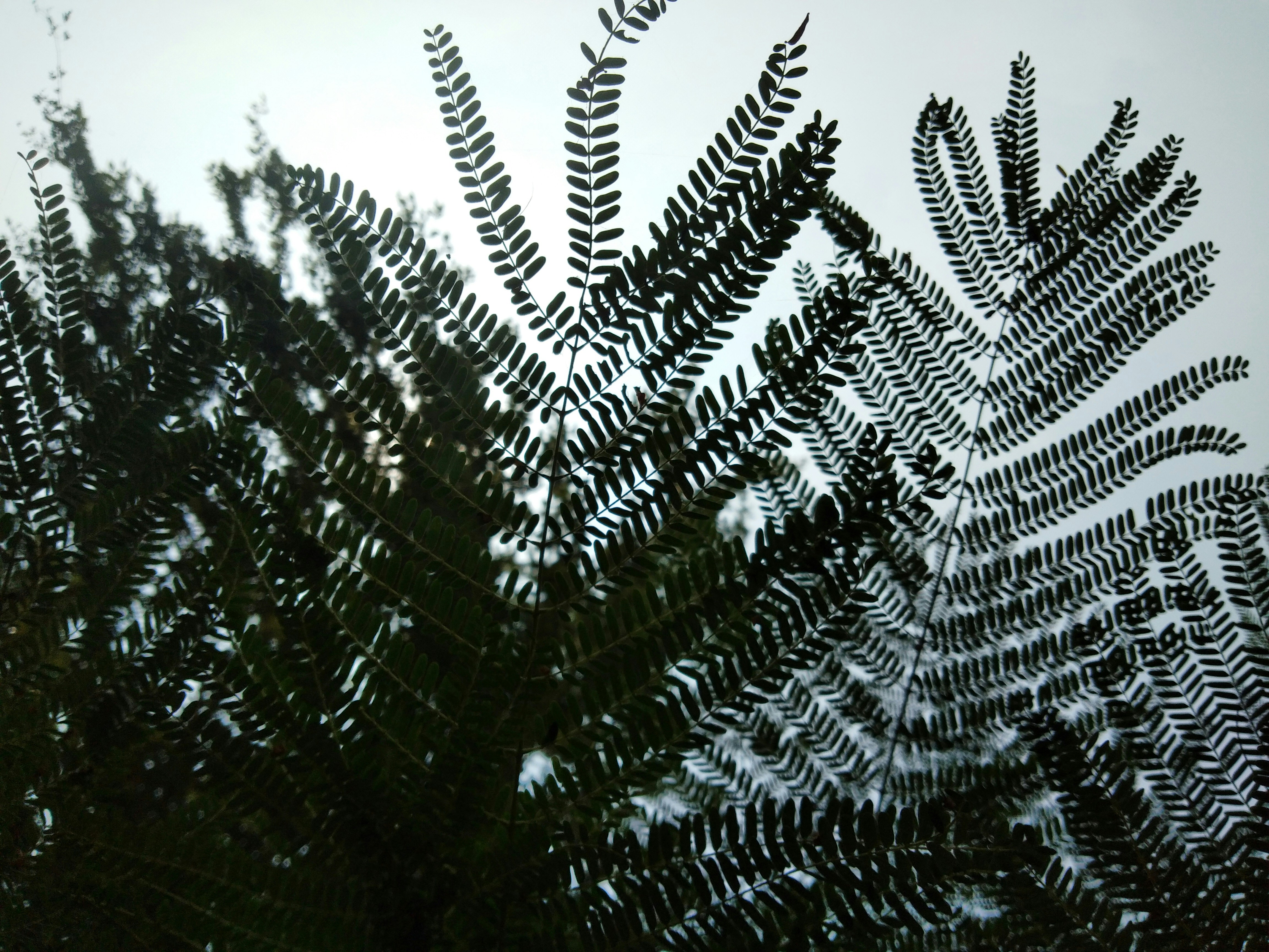 Leaf