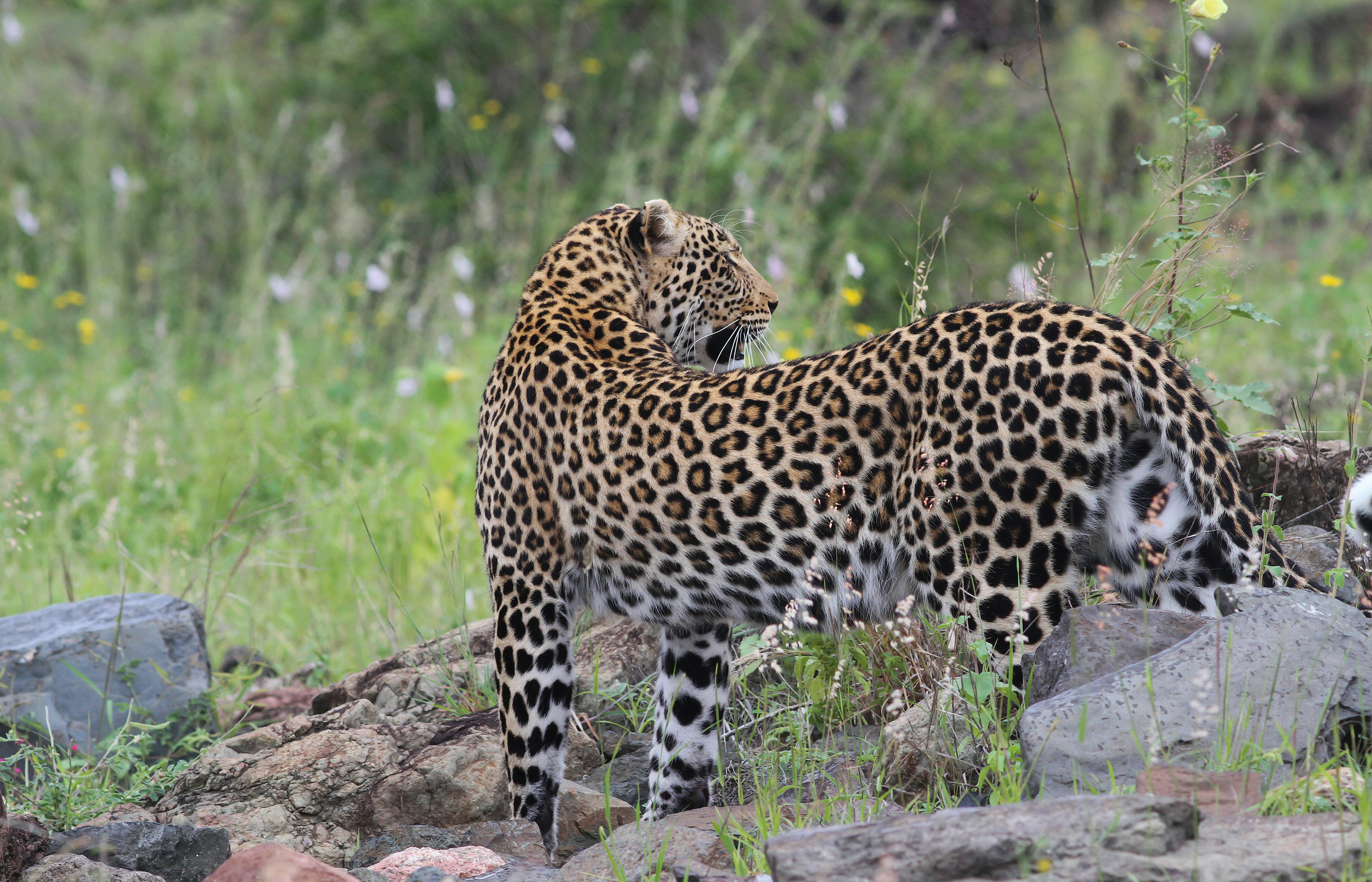 Leopard stands alert among rocks and wildflowers, showcasing its distinctive spotted coat. The animal's poised posture suggests a moment of keen observation.