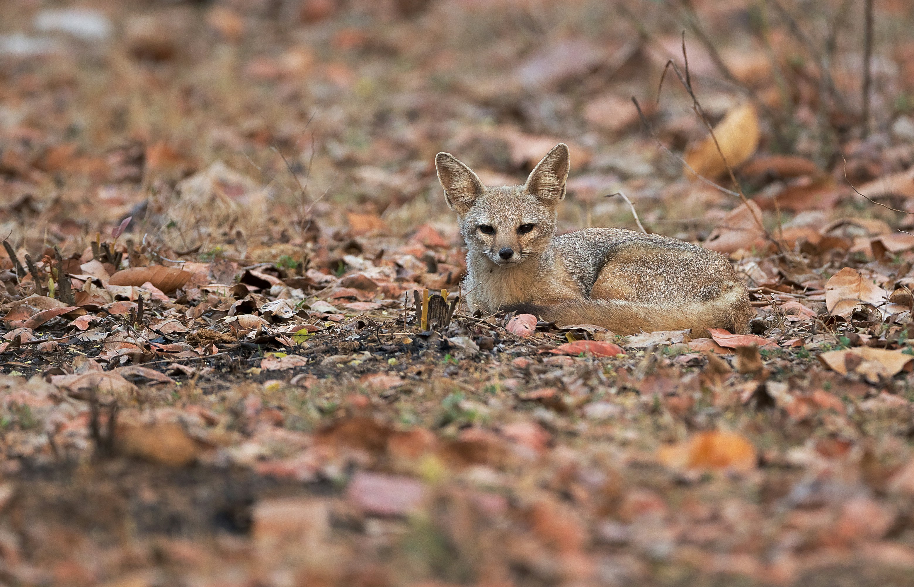 Définition de foxé | Dictionnaire français