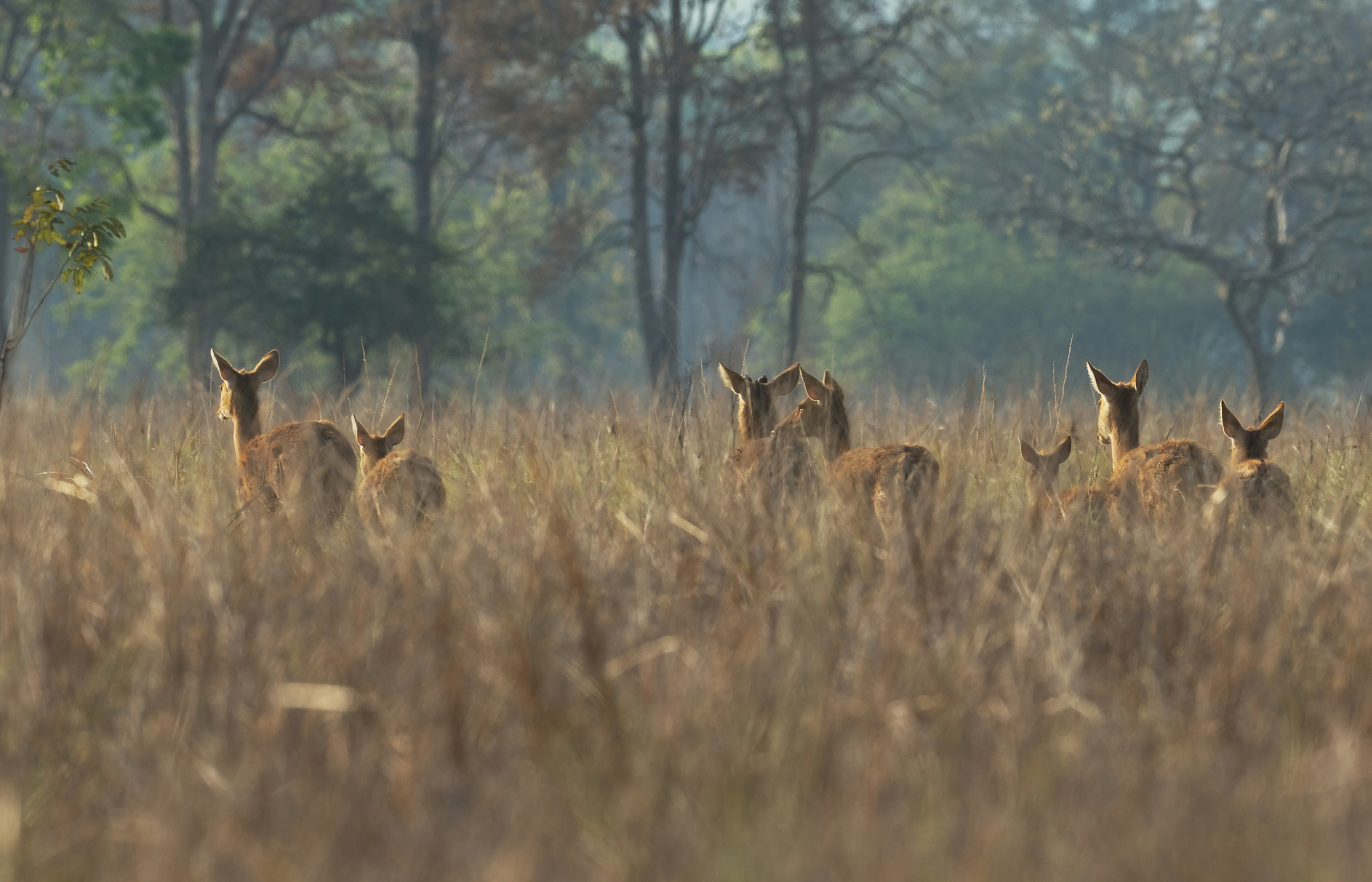 Dawn's Quiet Herd: Deer Peering Through Golden Grass