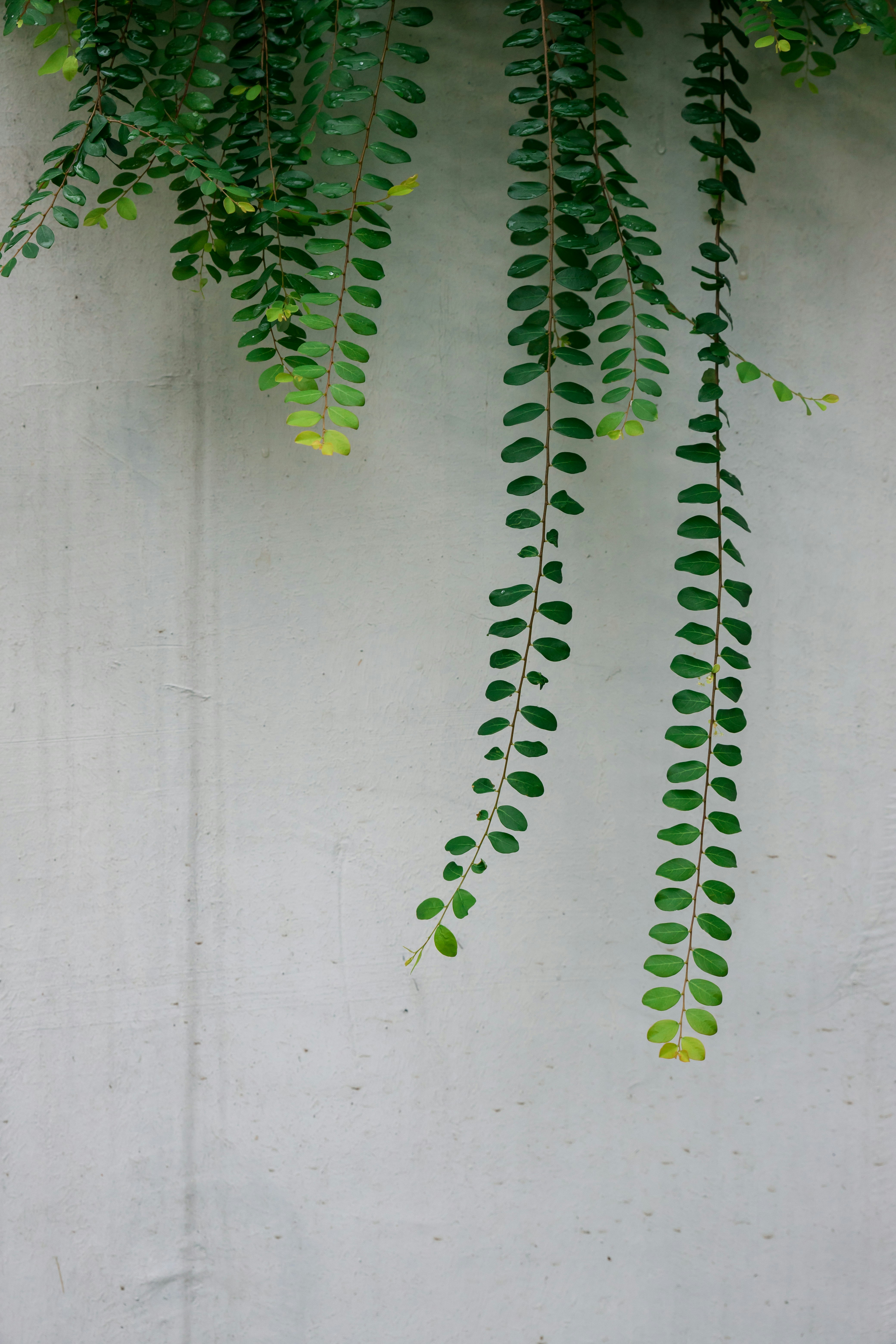 Delicate green leaves cascade down a textured white wall, creating a serene and harmonious visual contrast.