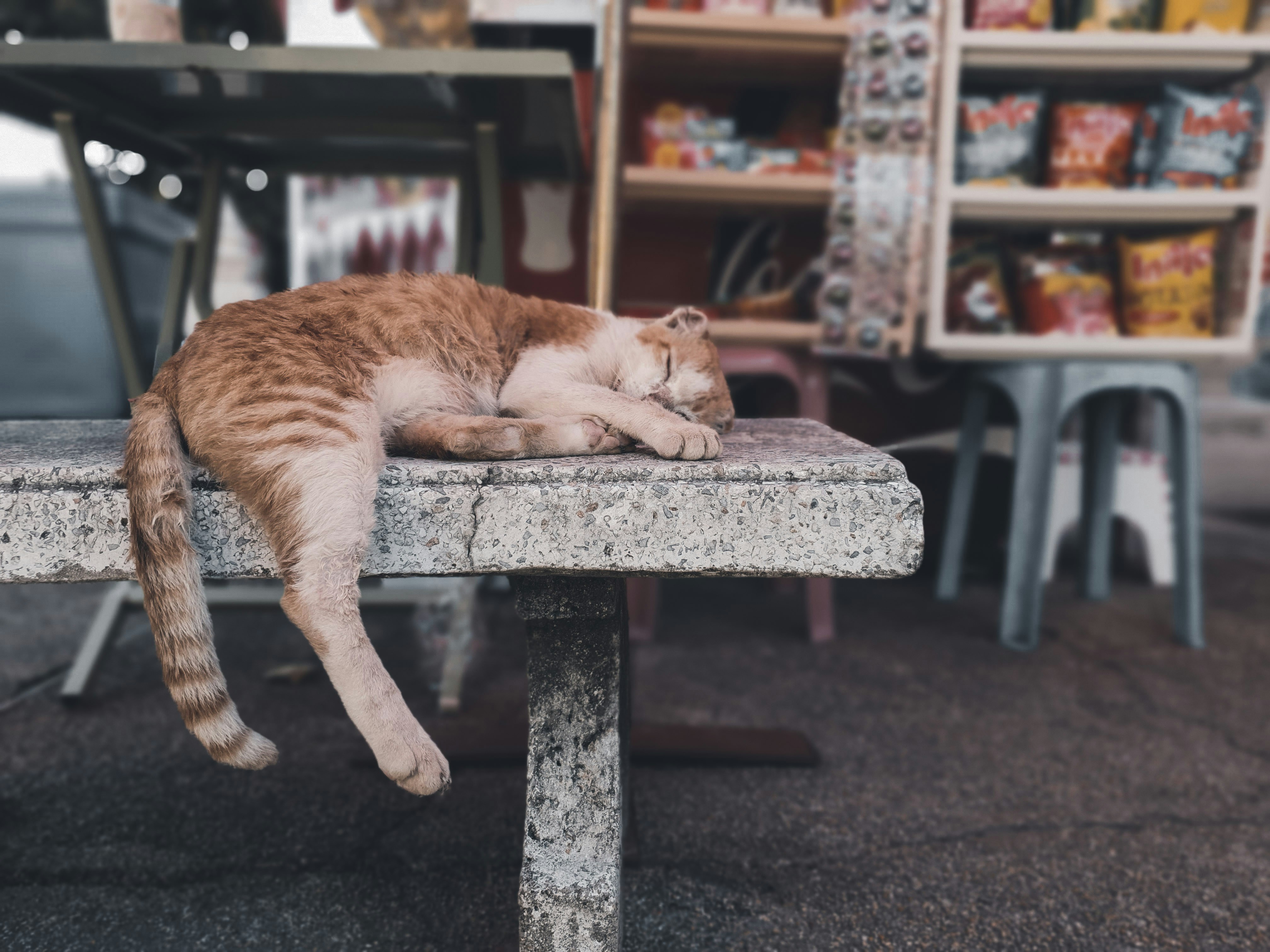 Laid-Back Lounge: A Sleepy Calico on a Concrete Table