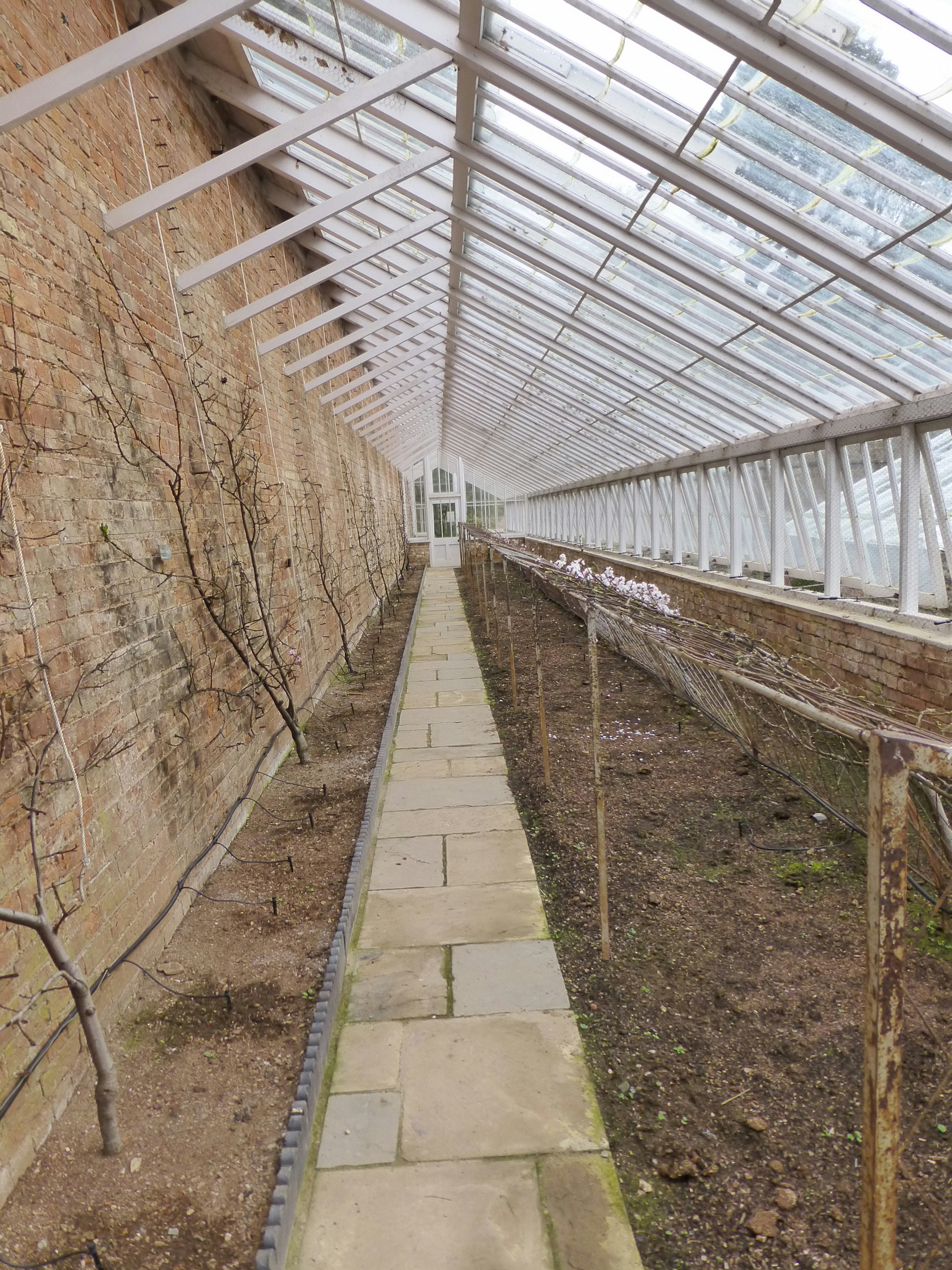 Long corridor of a greenhouse lined with brick walls and budding plants on either side, leading to a glass door at the end.