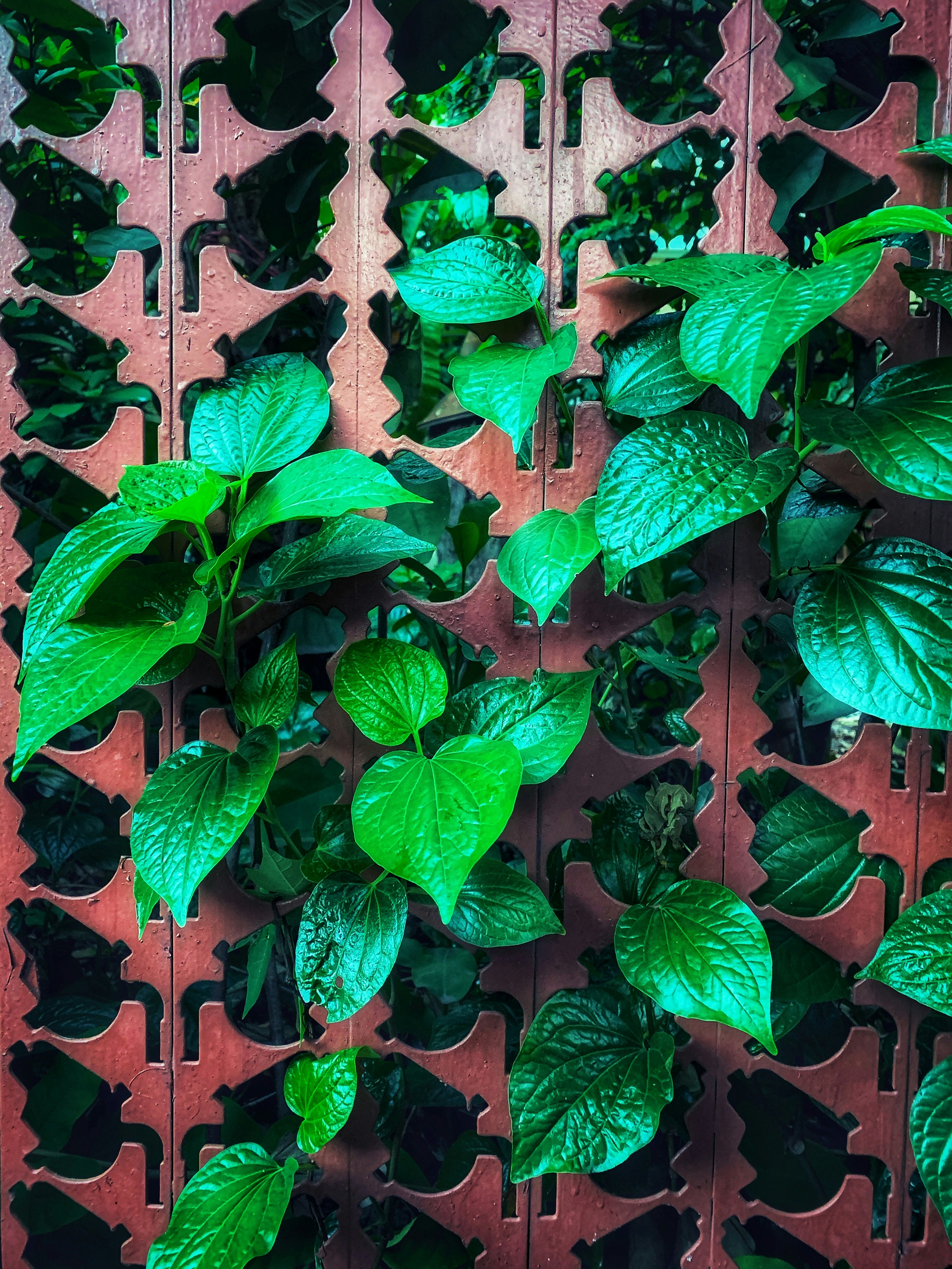 Green Heart Among Copper Grates
