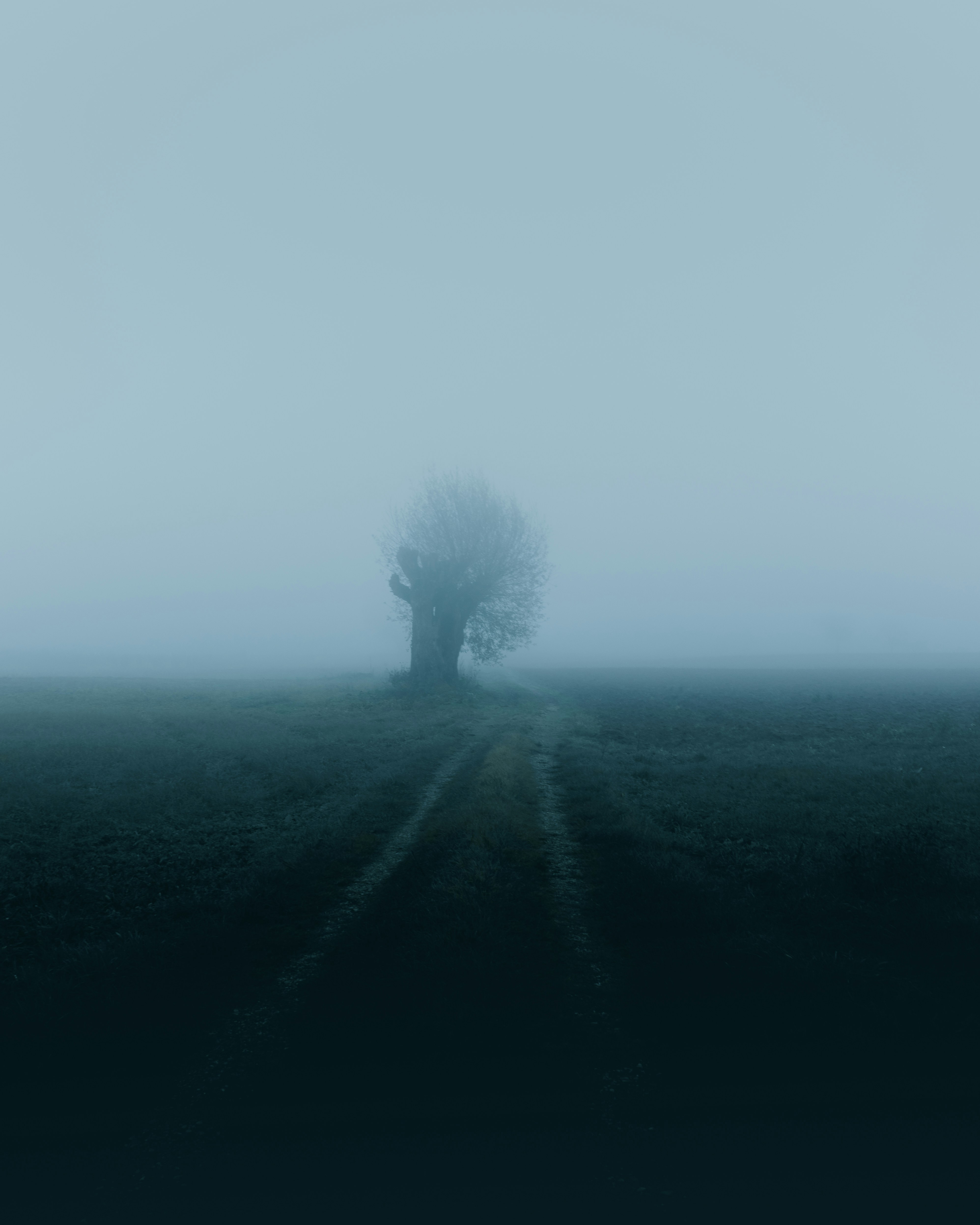 Silhouette of tree surrounded by fog] photo – Free Croatia Image on ...