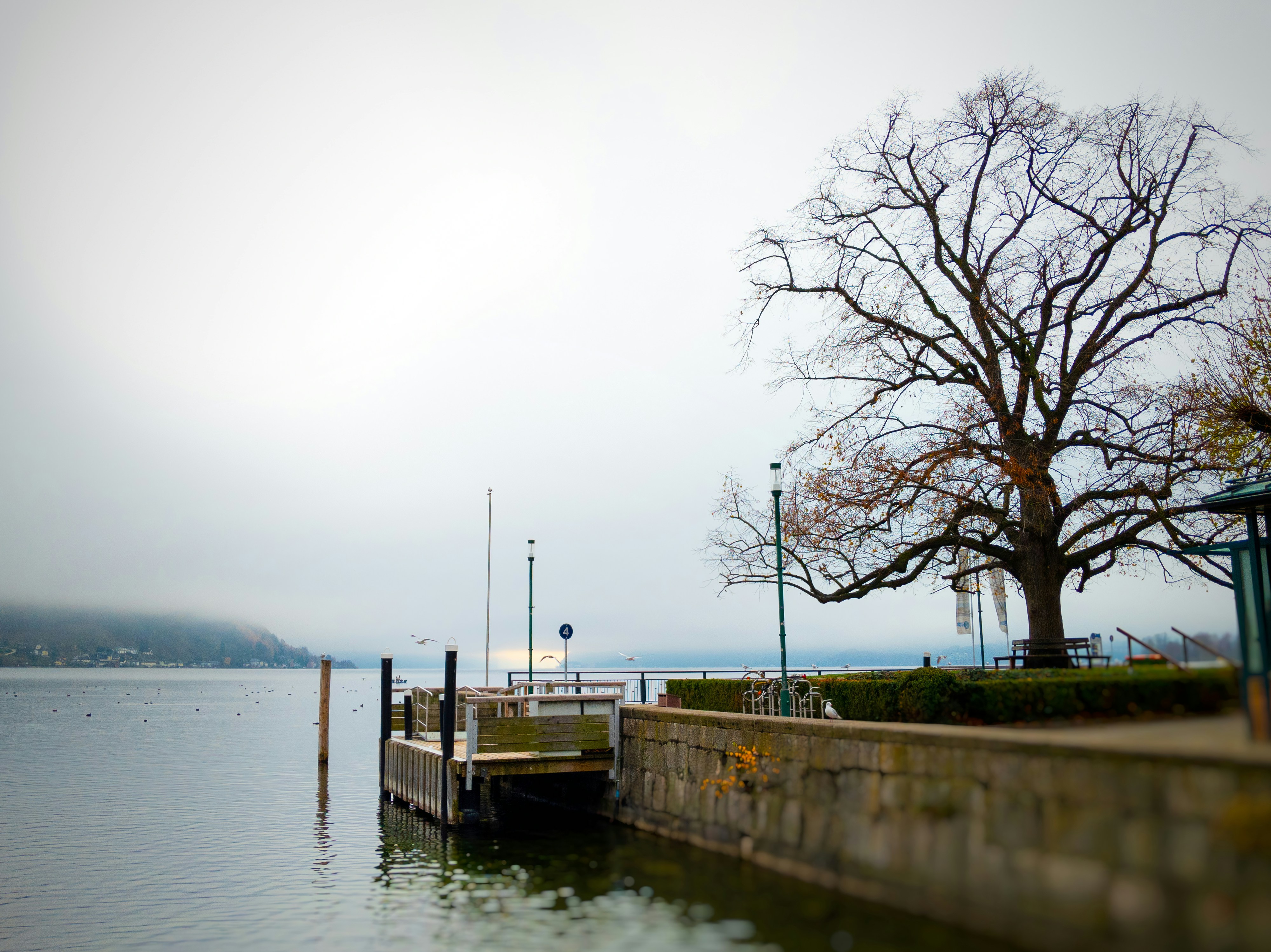 Misty Lakefront: A Lone Tree Guards the Quiet Pier