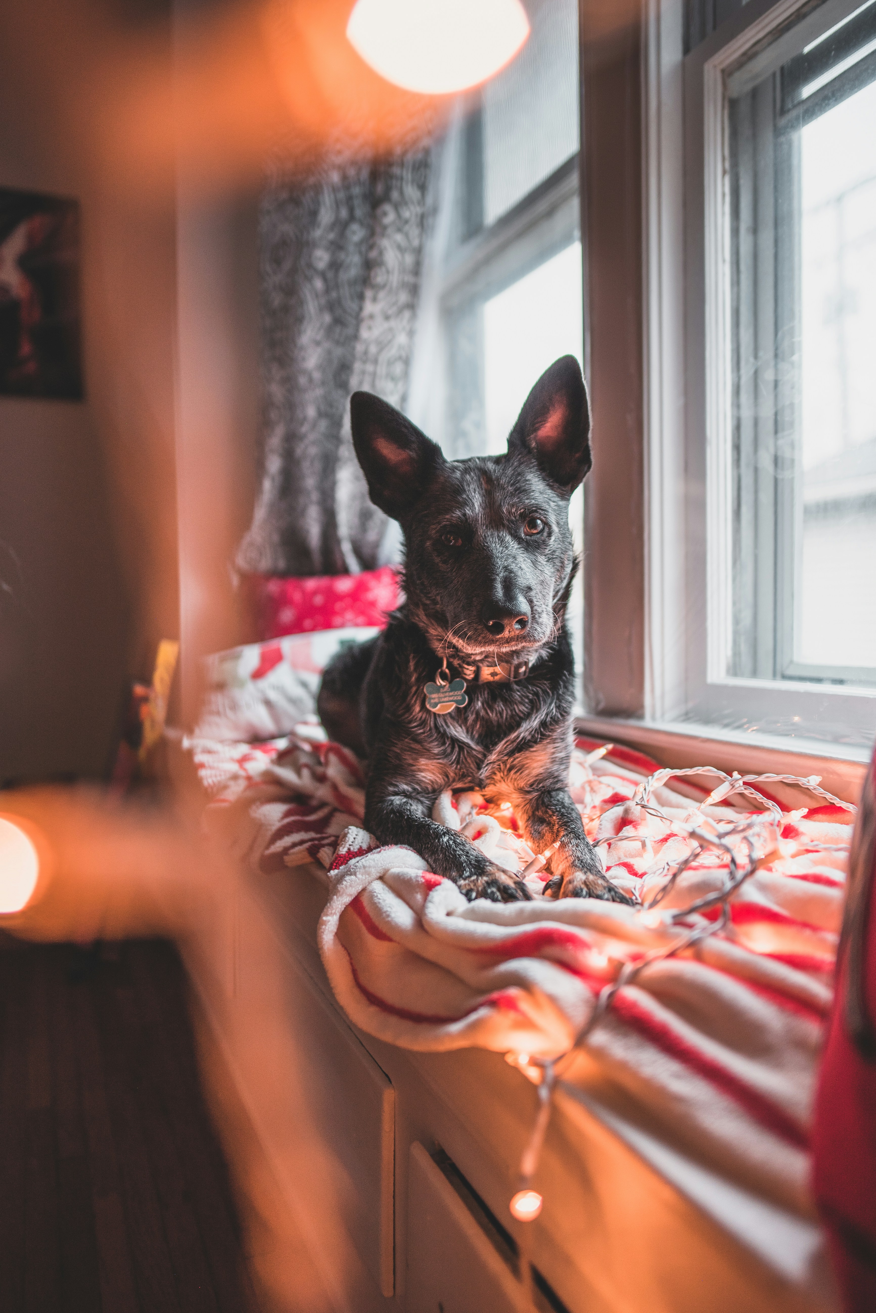 A playful dog lounges on a blanket by the window, surrounded by soft lighting and a warm atmosphere.
