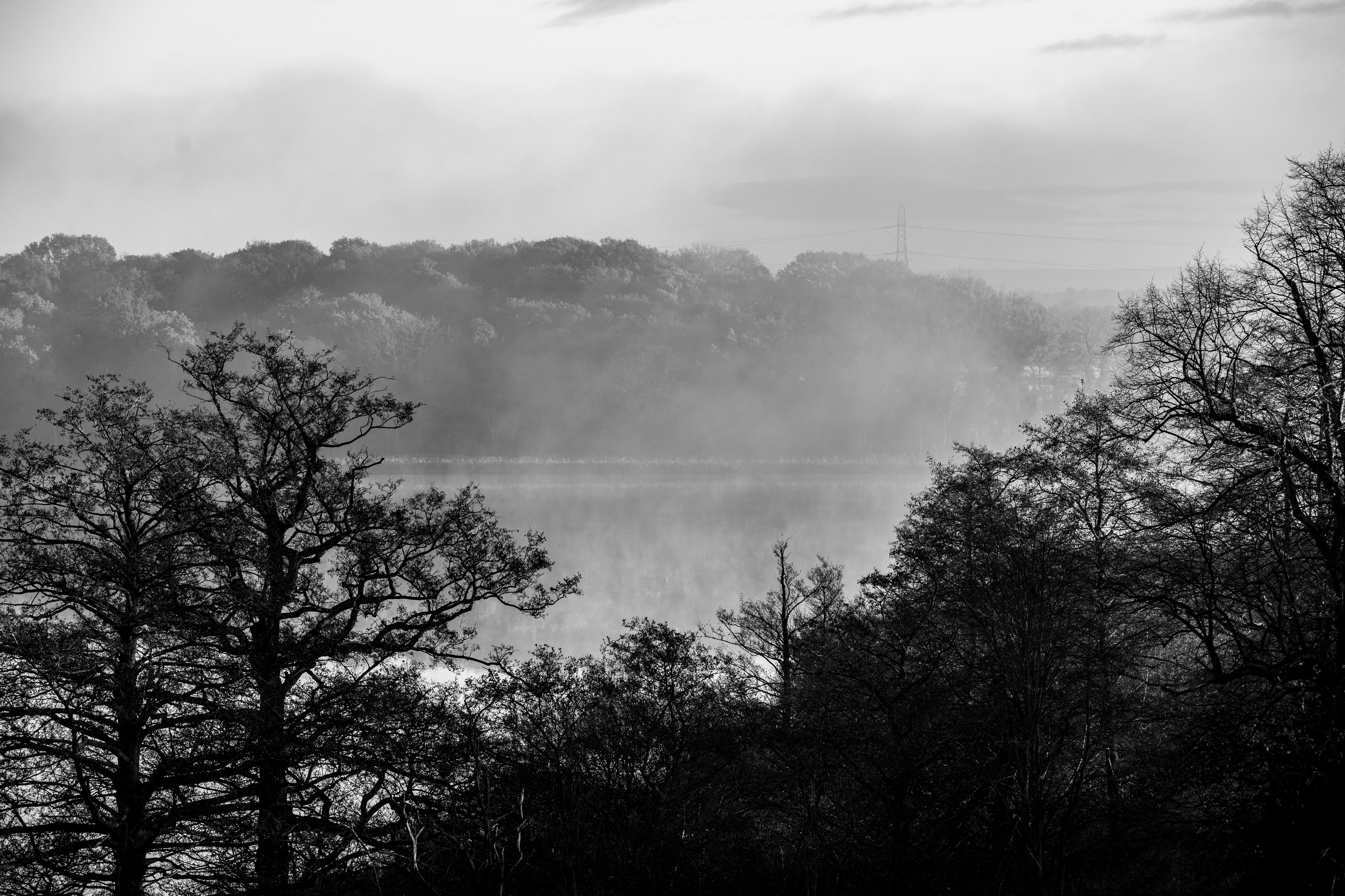 Forest greyscale photograph photo – Free Grey Image on Unsplash