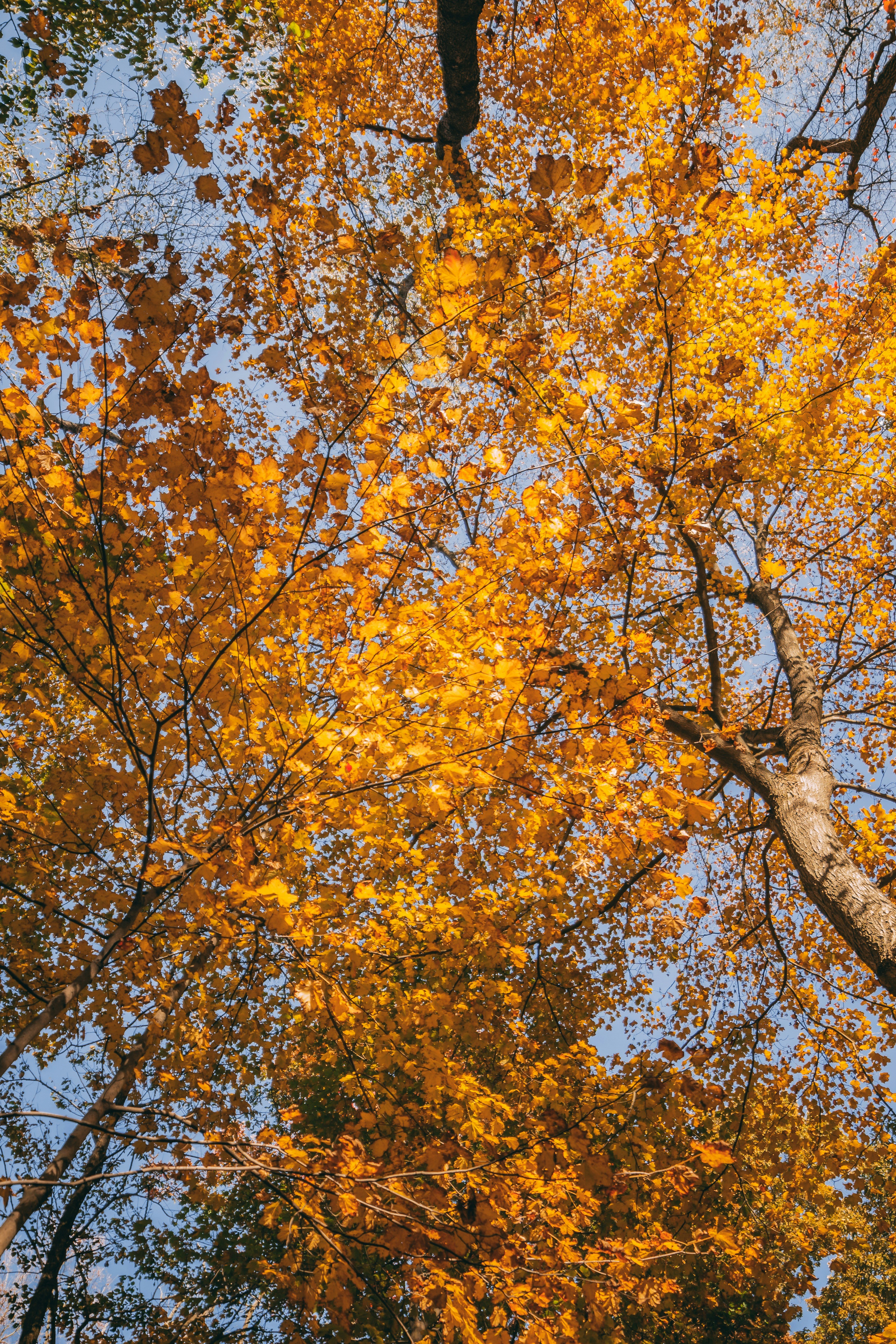 Orange-leaf tree photo – Free Plant Image on Unsplash