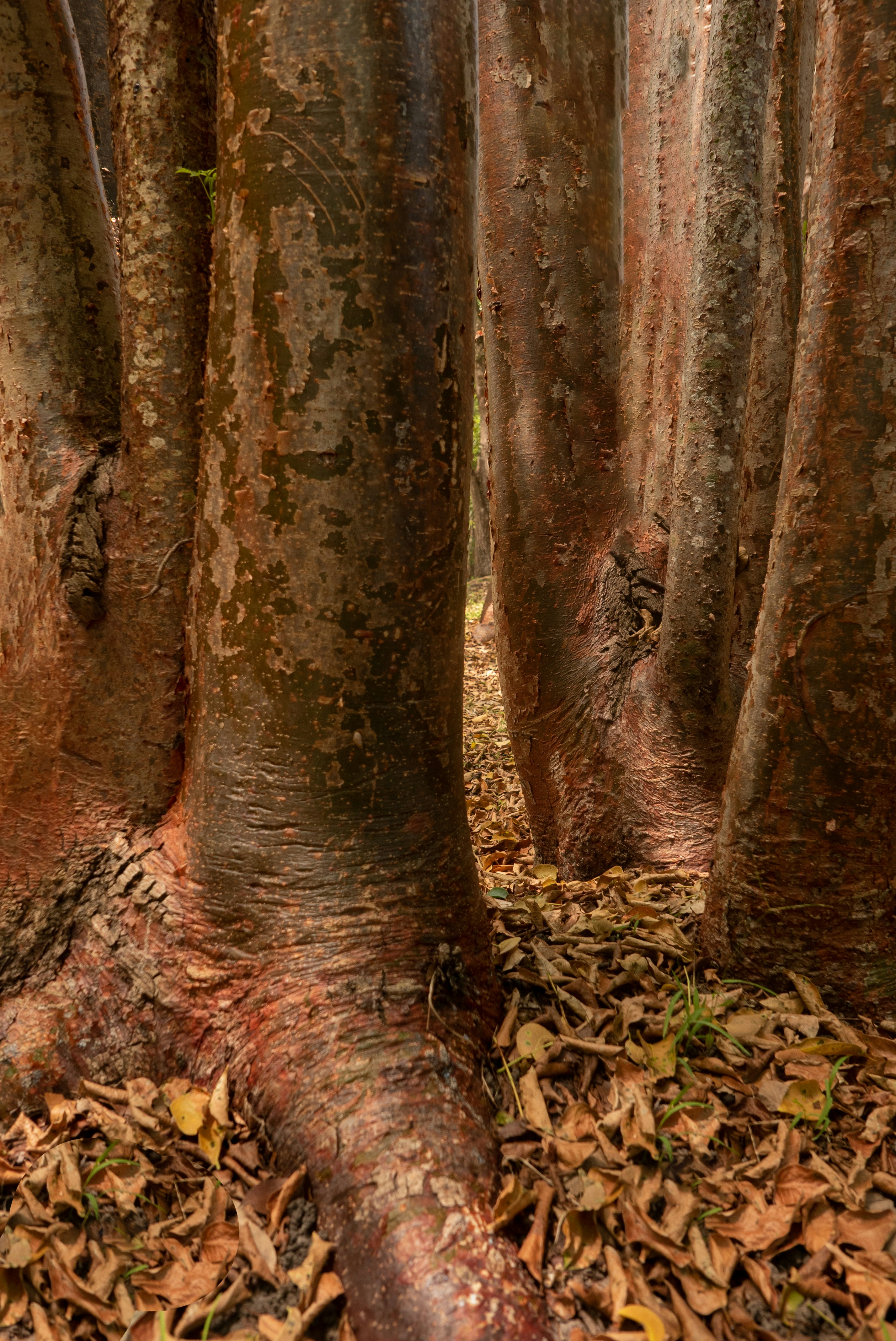 Towering tree trunks create a natural corridor, their textured bark revealing stories of the forest's history. Fallen leaves blanket the ground, enhancing the earthy ambiance.