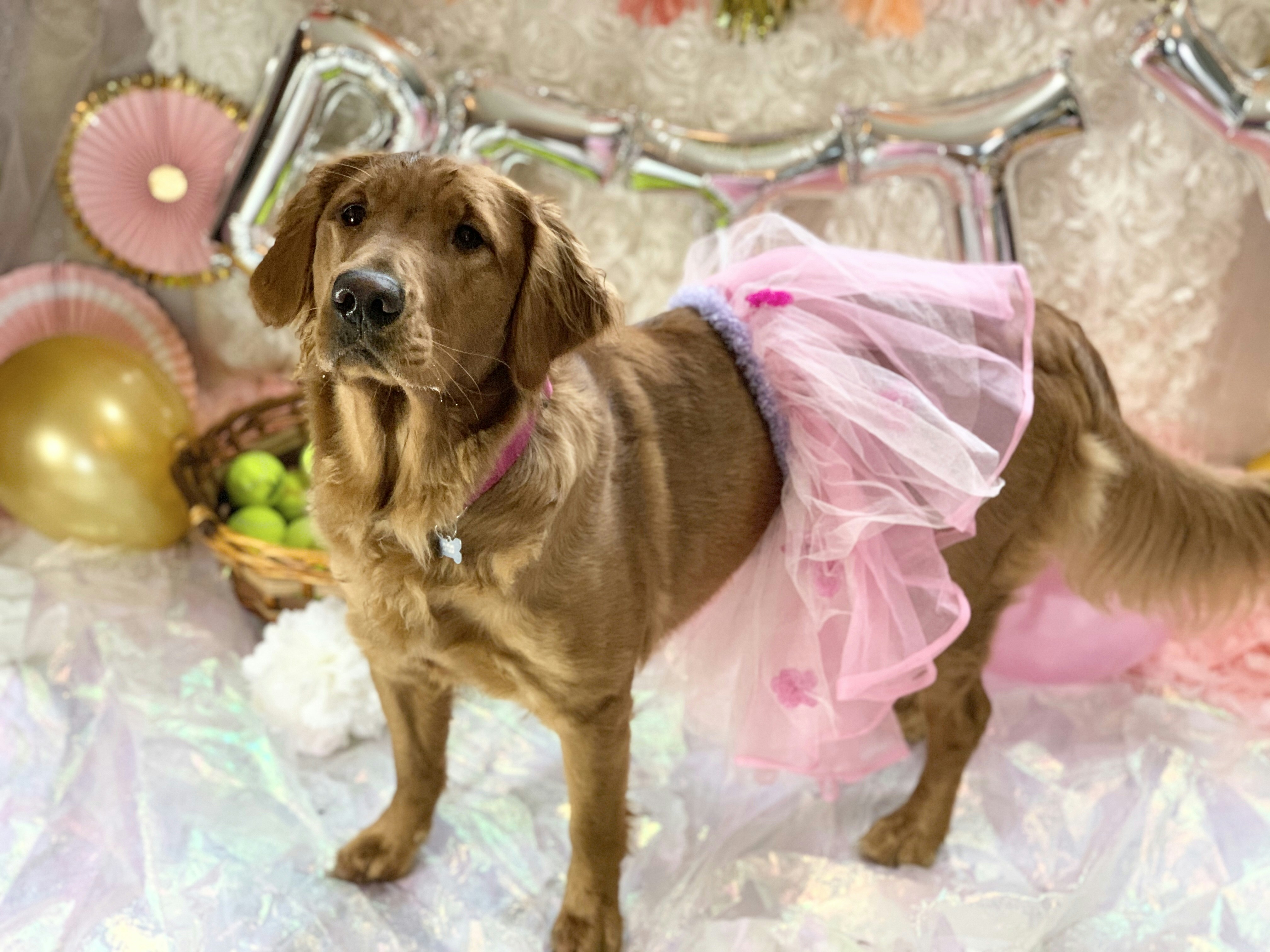 Pink Tutu Poses: Birthday Cheer for a Golden Pup