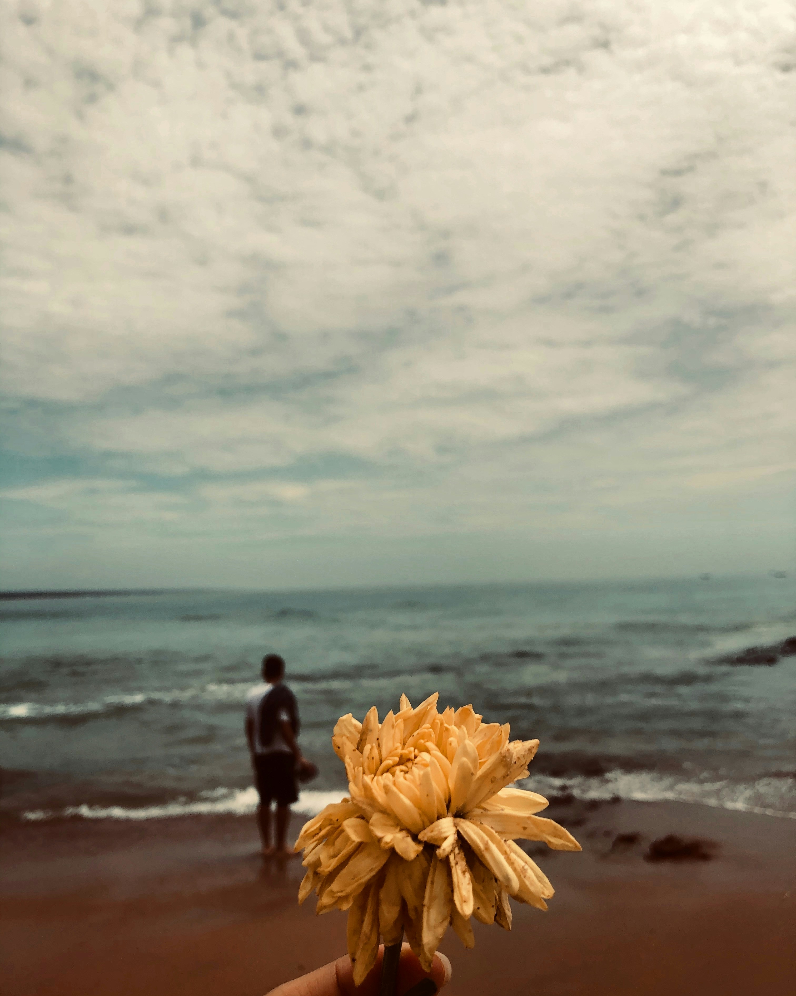 yellow-petaled flower