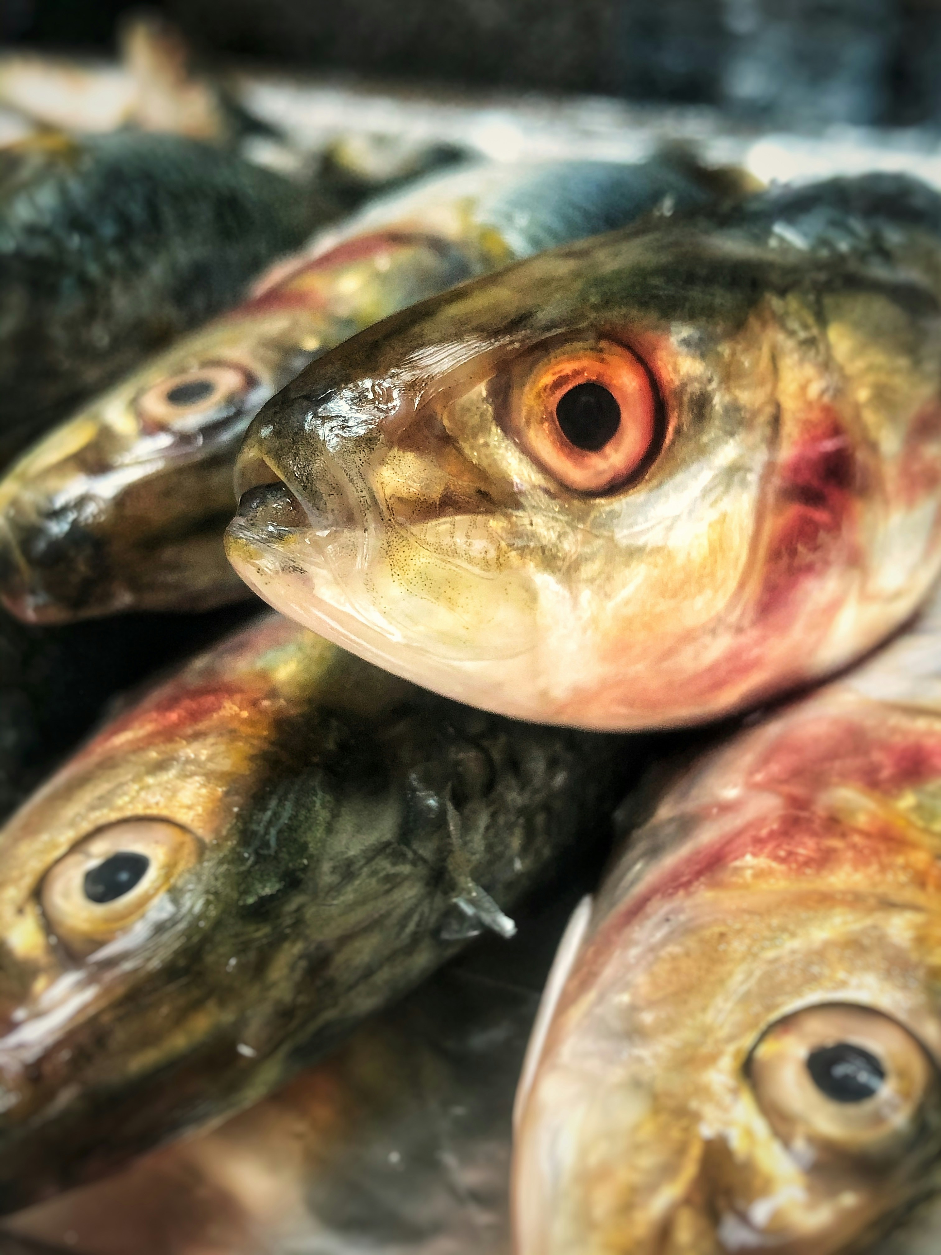 ryby | 26 best free ryby, fish, animal and sea life photos on Unsplash