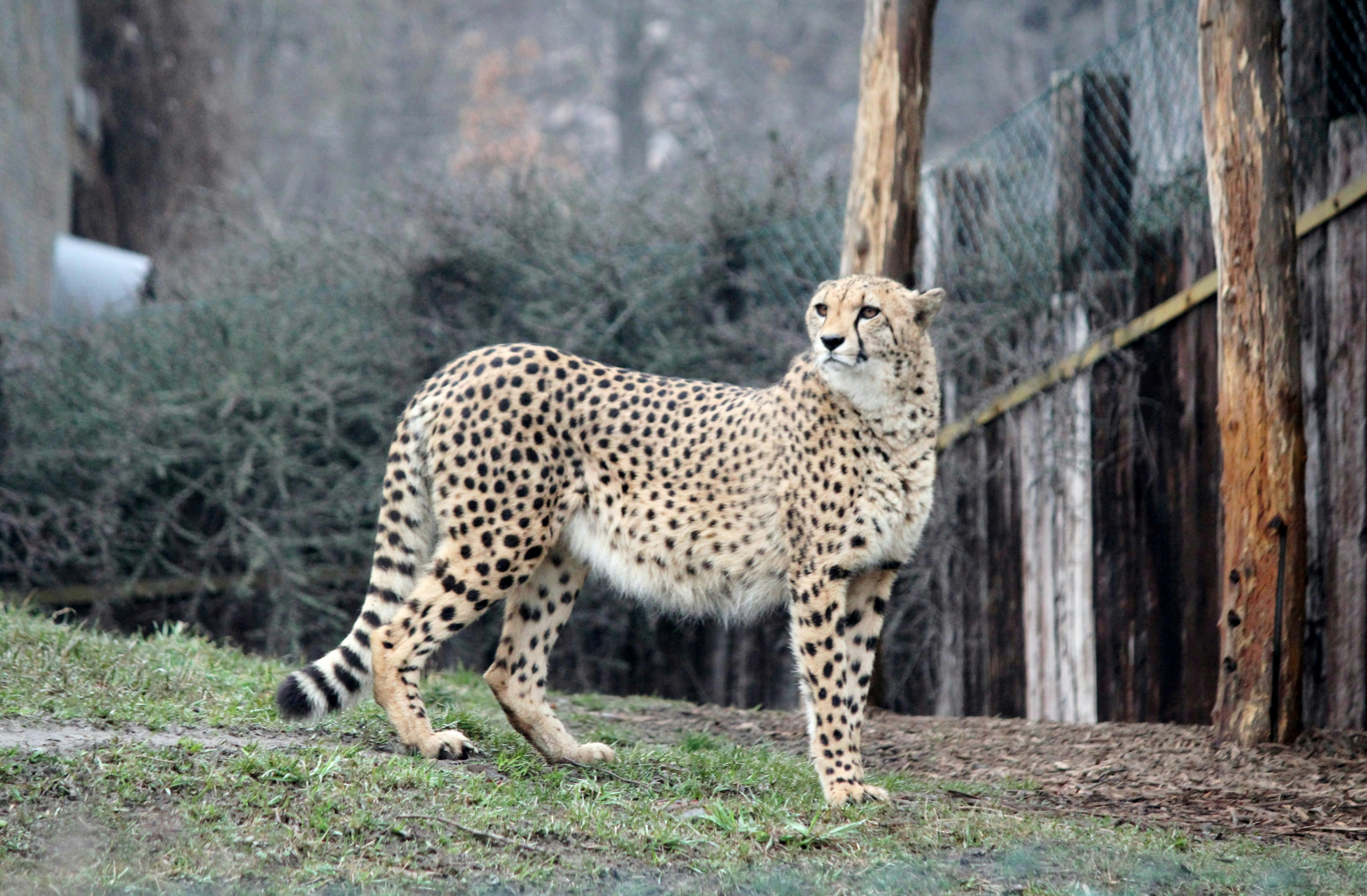 Cheetah at the Fence: poised in a quiet enclosure