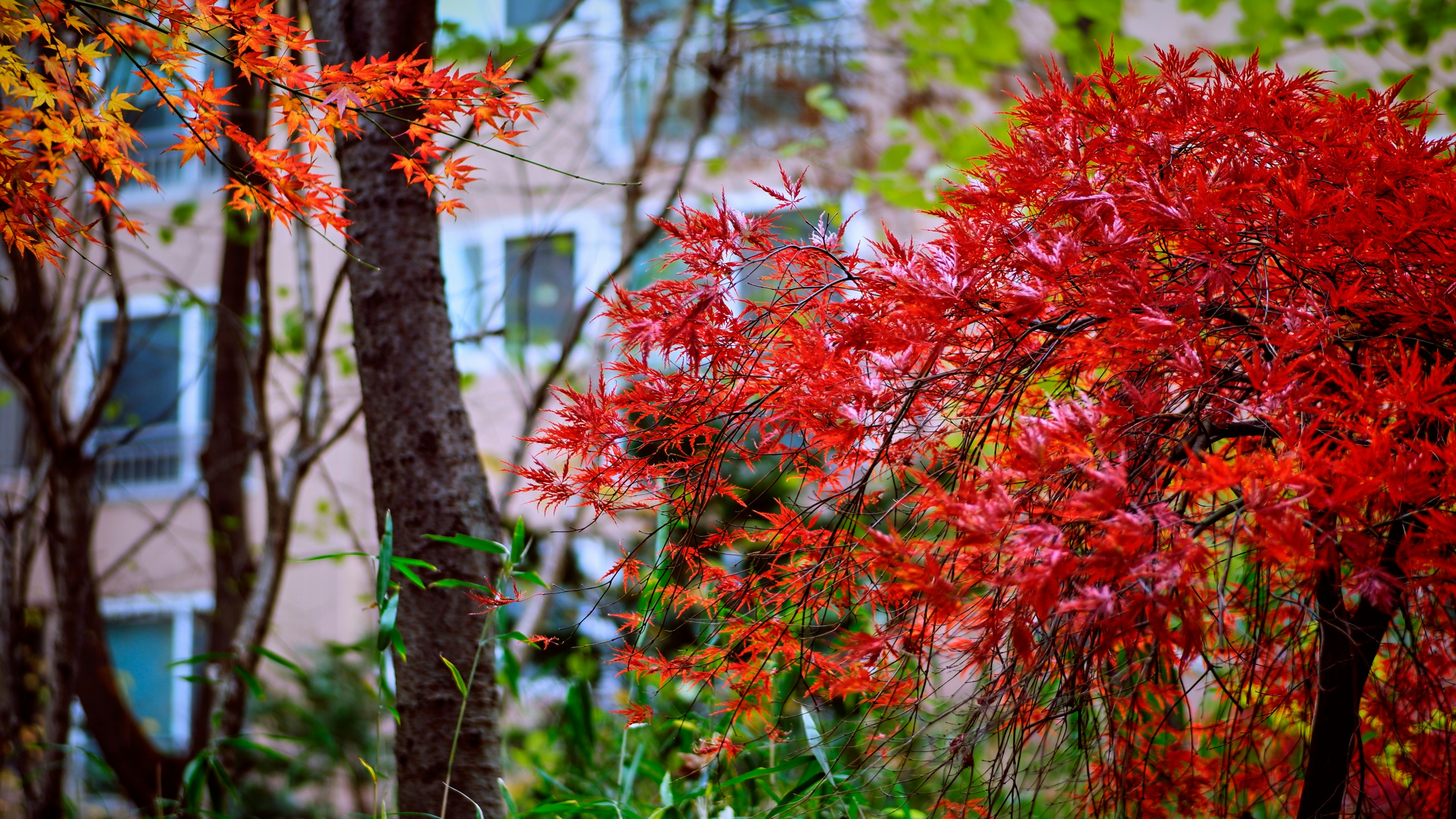 Vibrant red and orange foliage contrasts against an urban apartment backdrop.