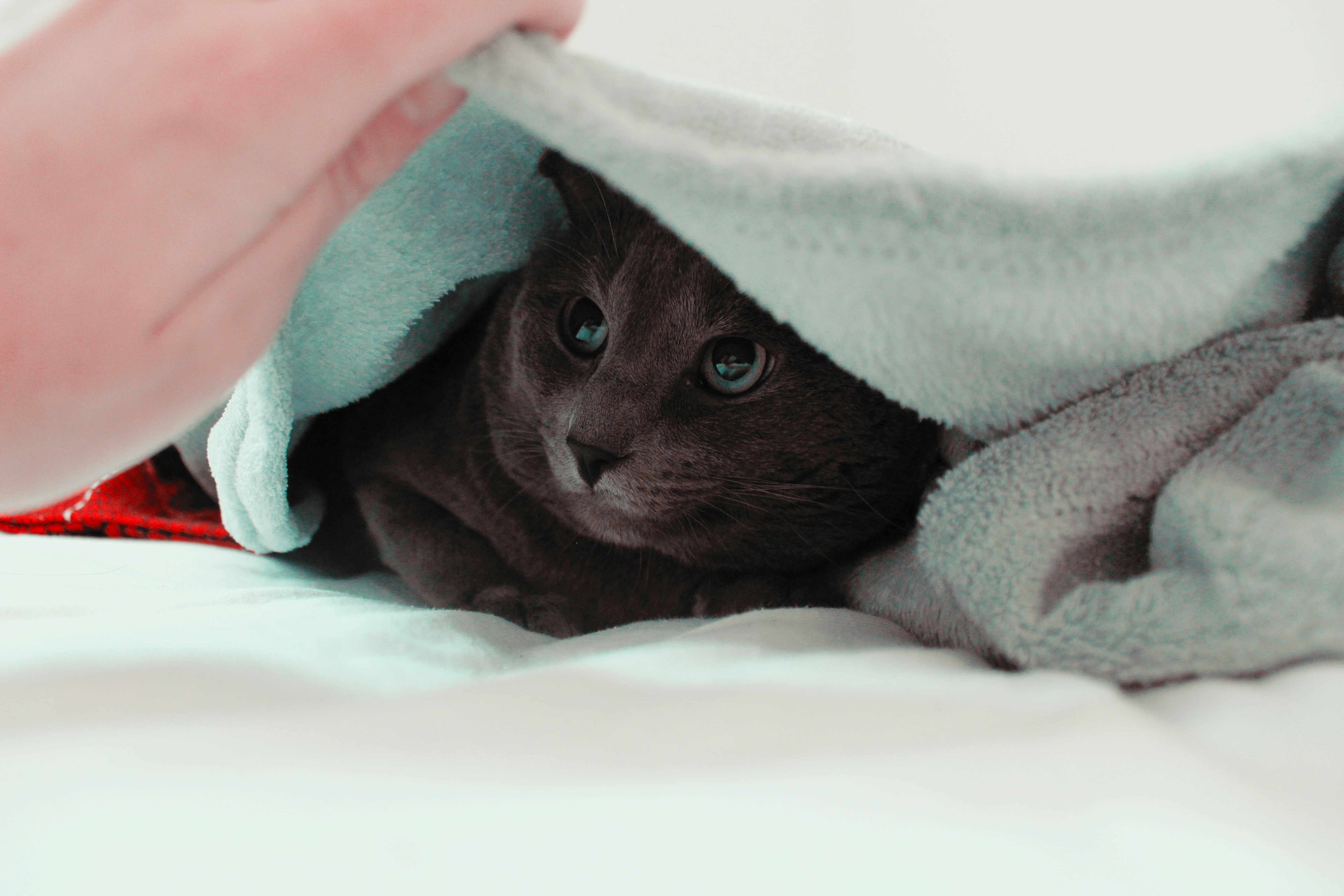 A gray cat peeking out from under a soft blanket, with a human hand gently lifting the fabric. The cozy scene captures a moment of curiosity and warmth.