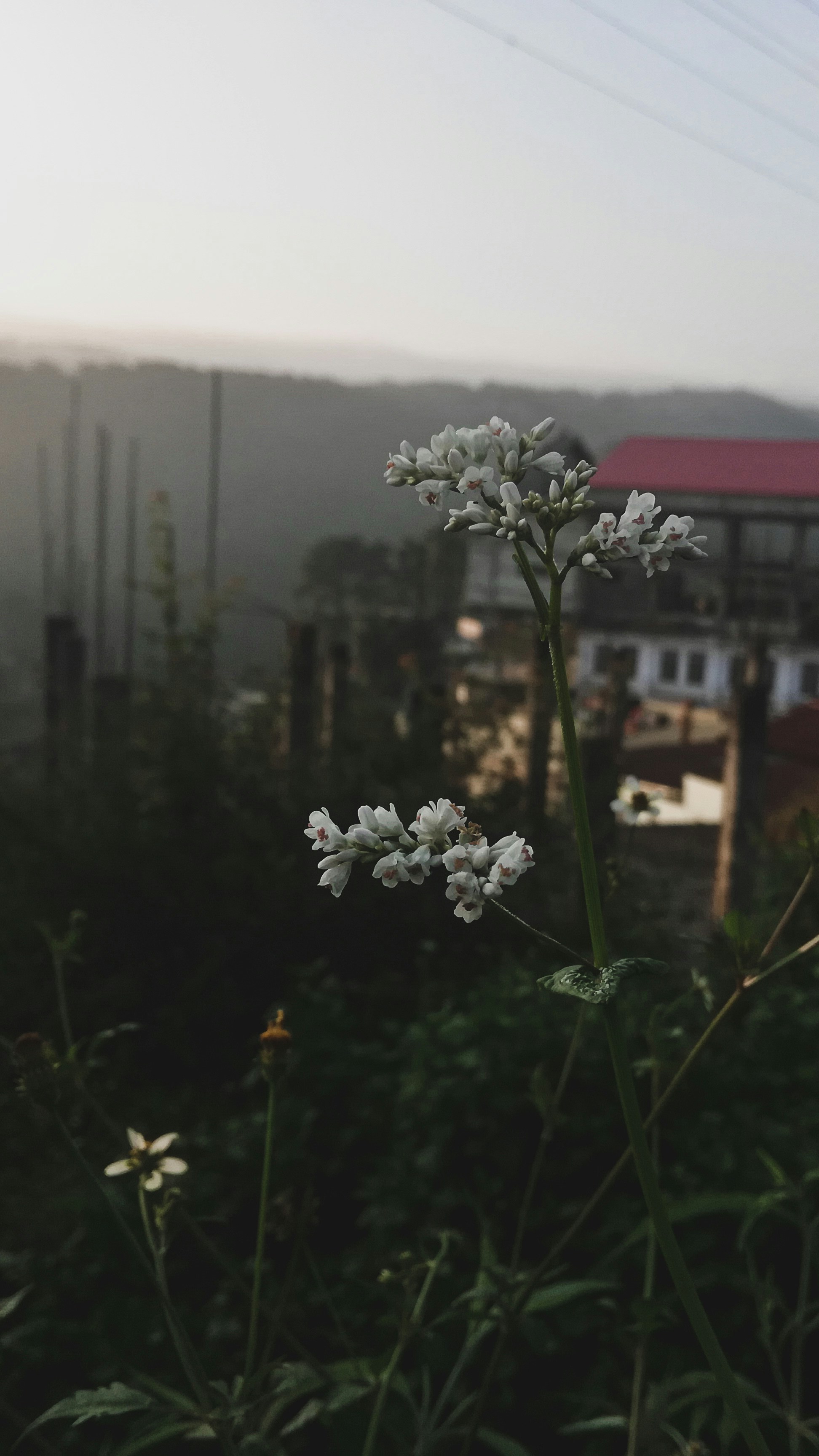 Close-up of delicate white flowering clusters in the foreground with a muted suburban skyline and soft evening light in the background.
