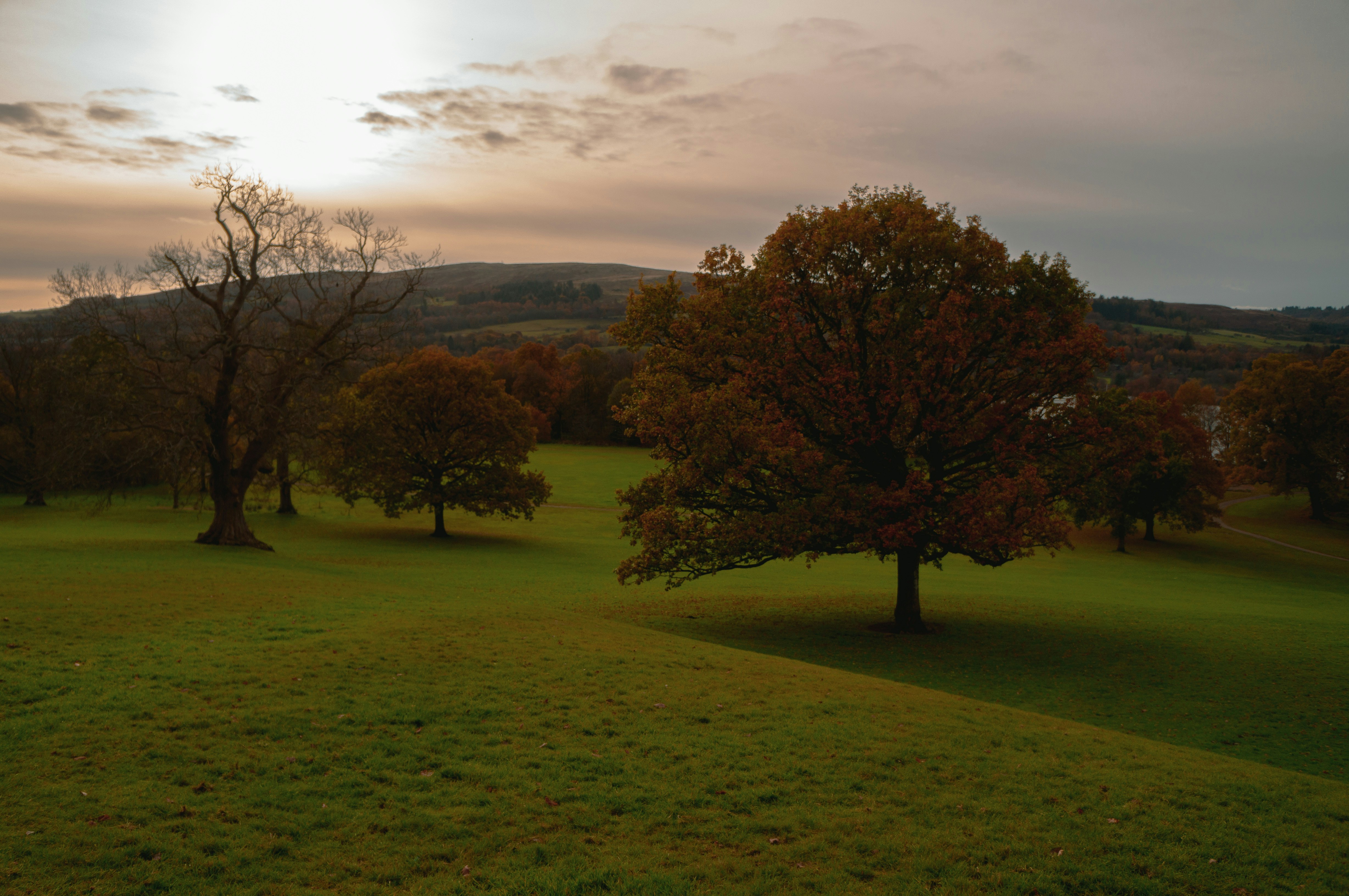 Autumn trees on a green hillside 