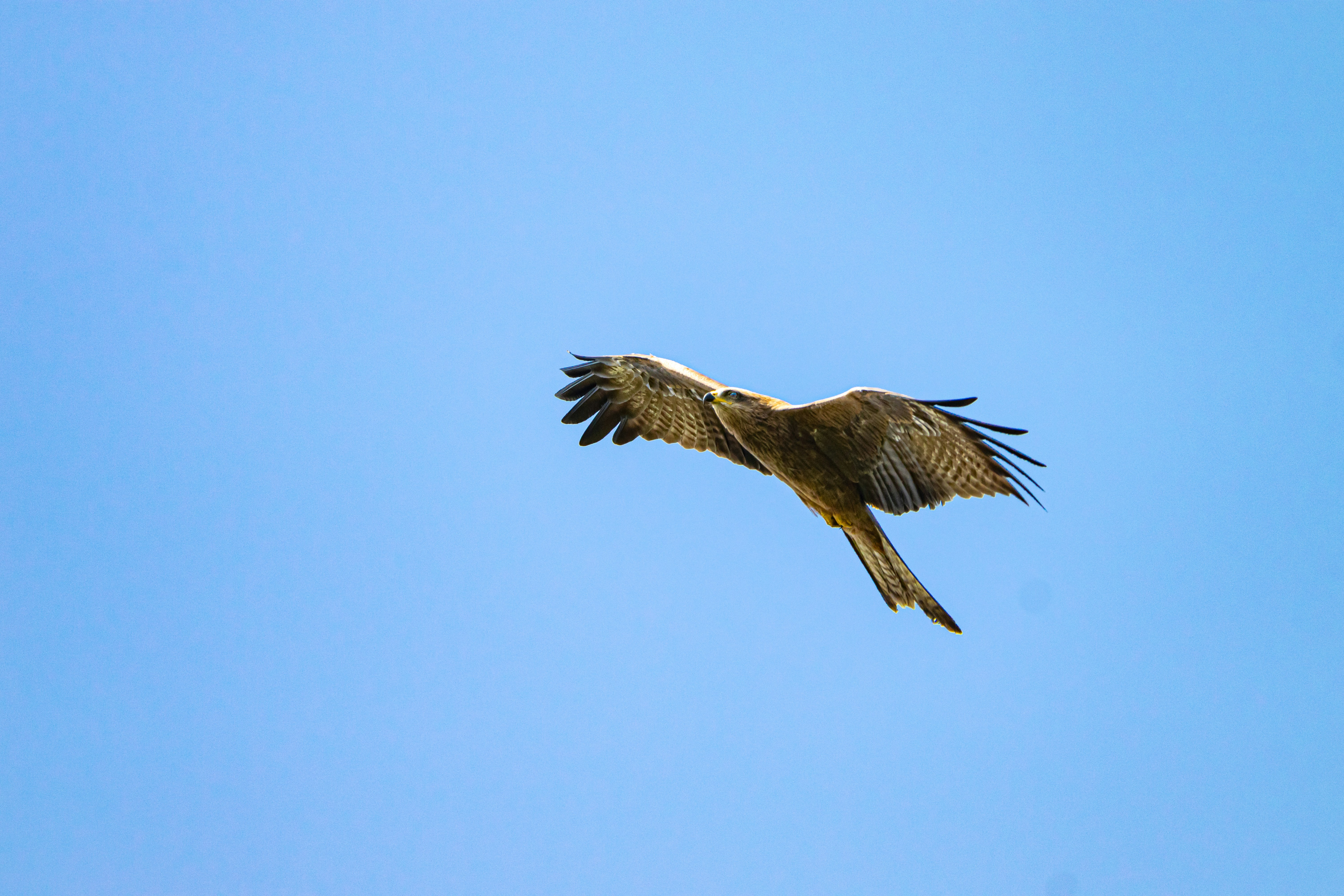 A hawk gliding effortlessly against a clear blue sky, showcasing its wingspan and grace in flight.