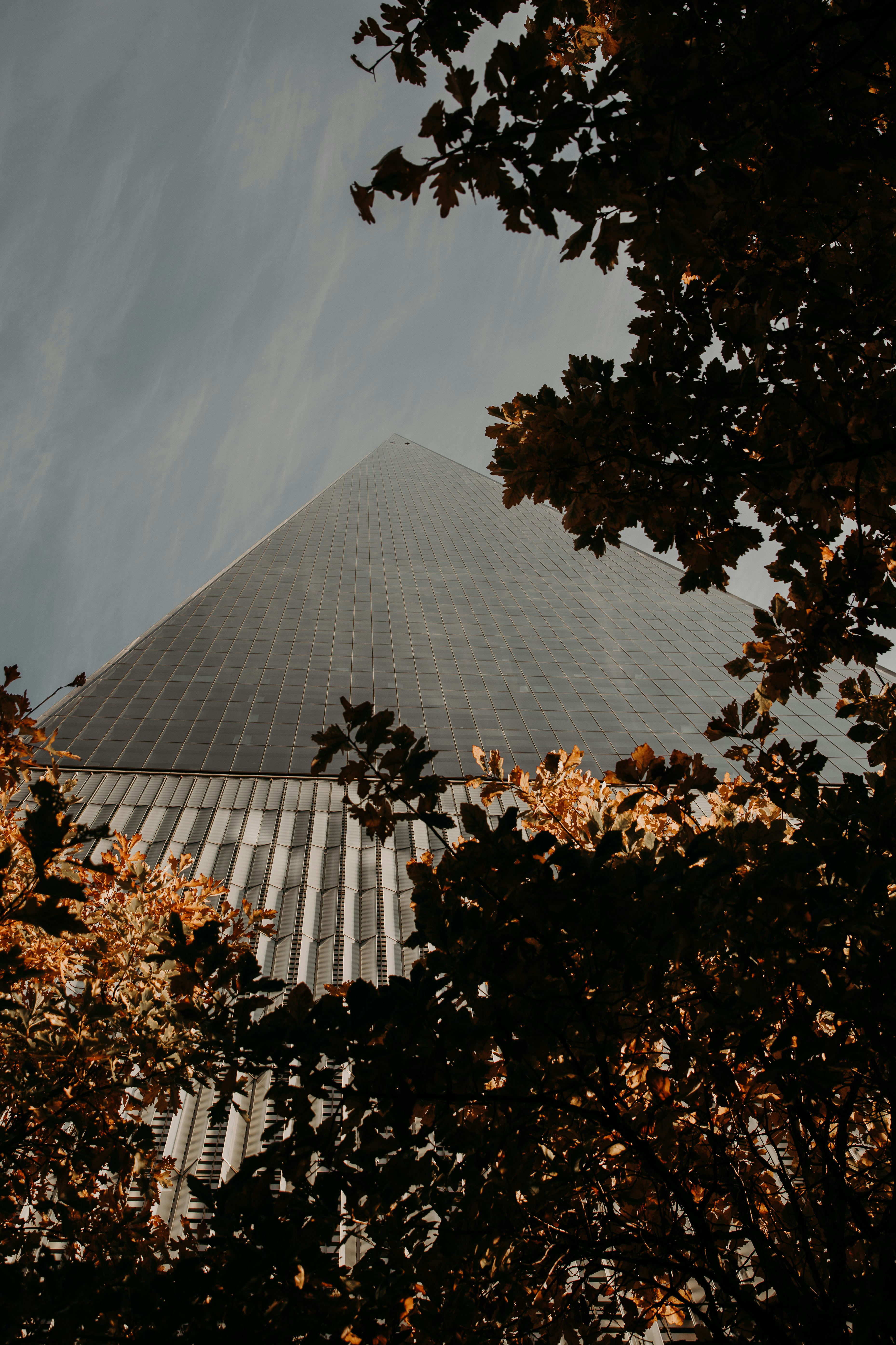 Modern skyscraper rising through autumn foliage, framed by vibrant leaves. The scene captures the contrast between nature and architecture.