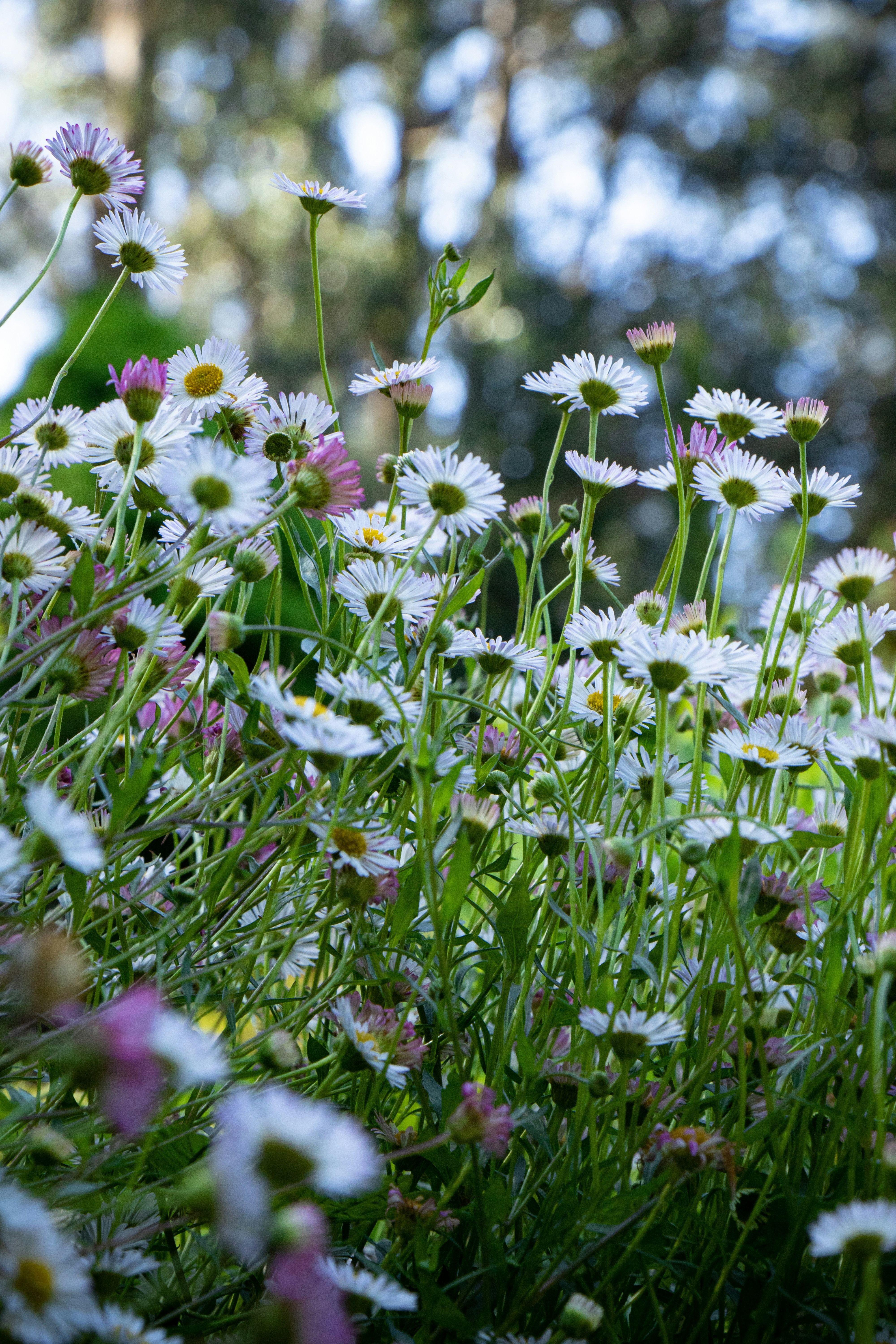 Flower photo shot on Canon EOS 80D