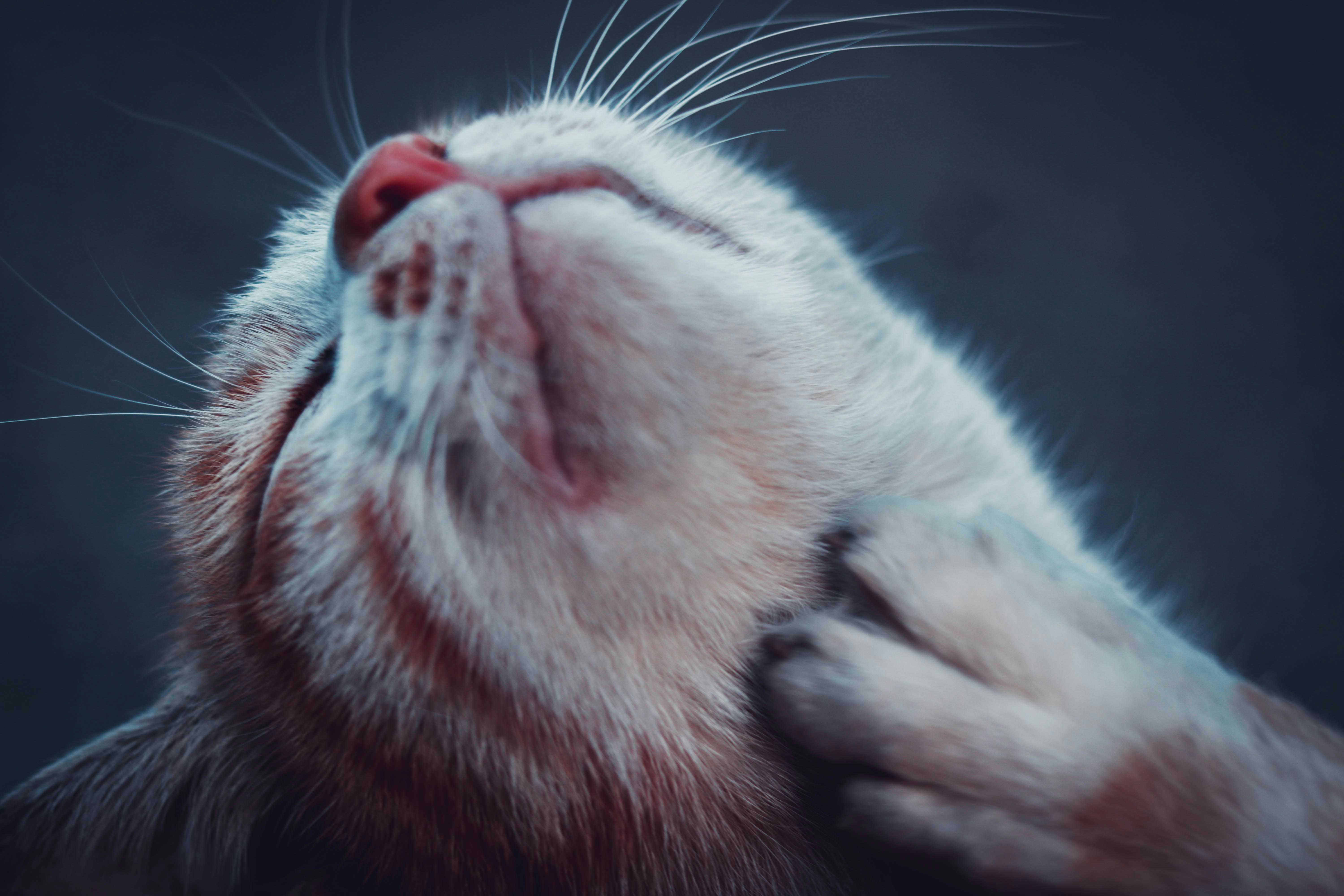 Orange tabby cat photo – Free Cat Image on Unsplash